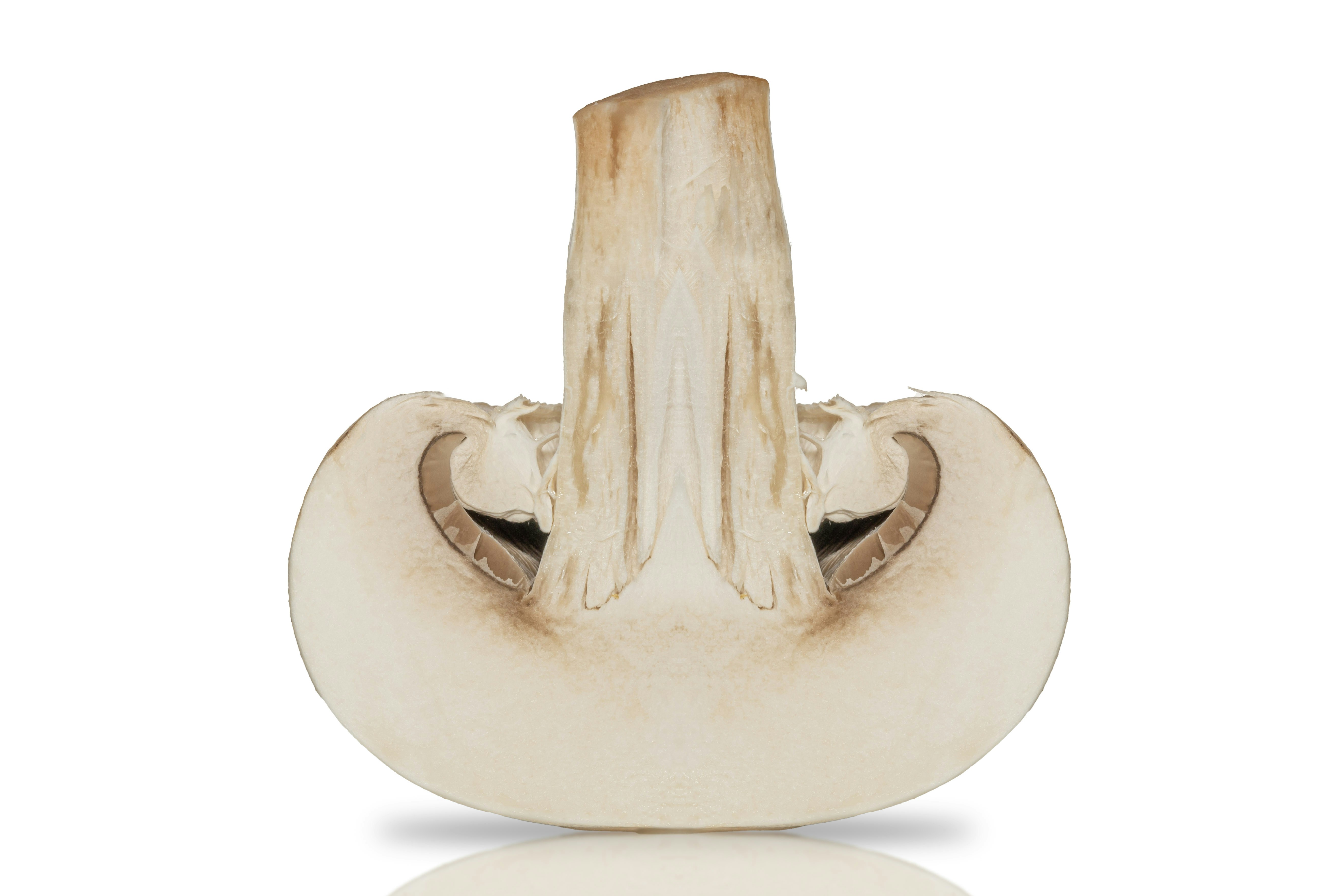 Mushroom Slice: A Cross-Section of a White Button in High Key