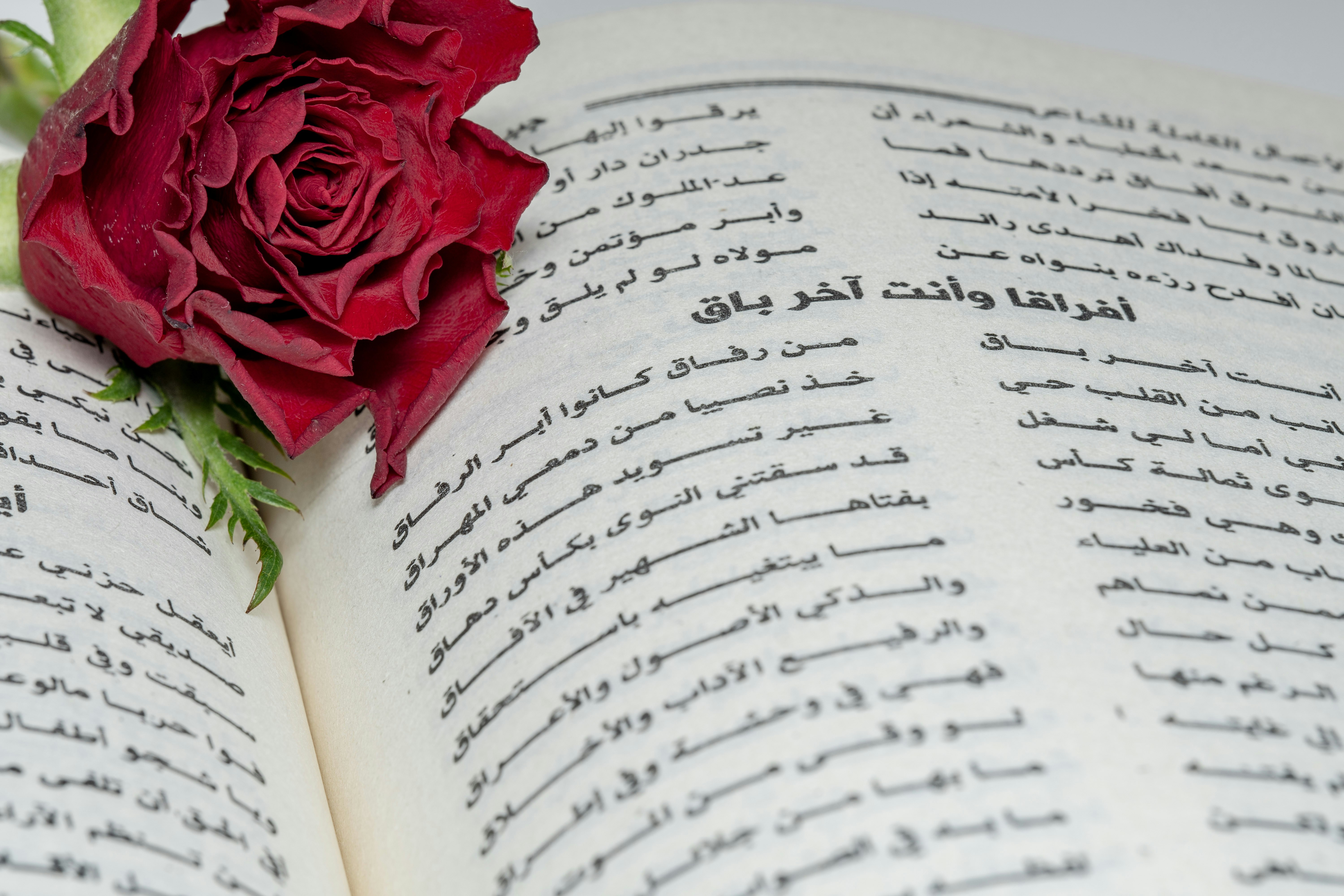 Crimson Rose Resting on Verdant Script