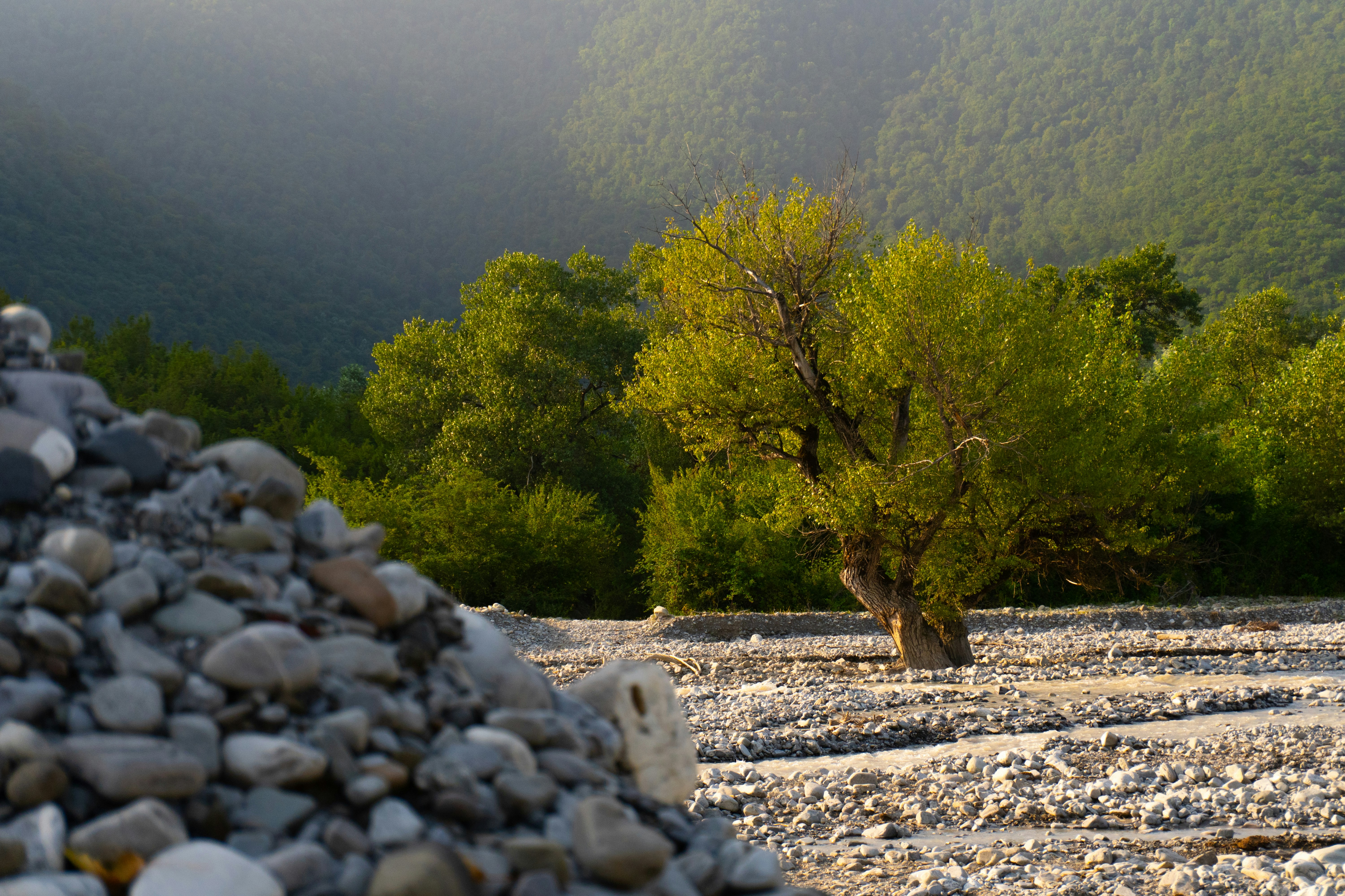 Solitary Tree on a Pebble Plain under Alpine Light