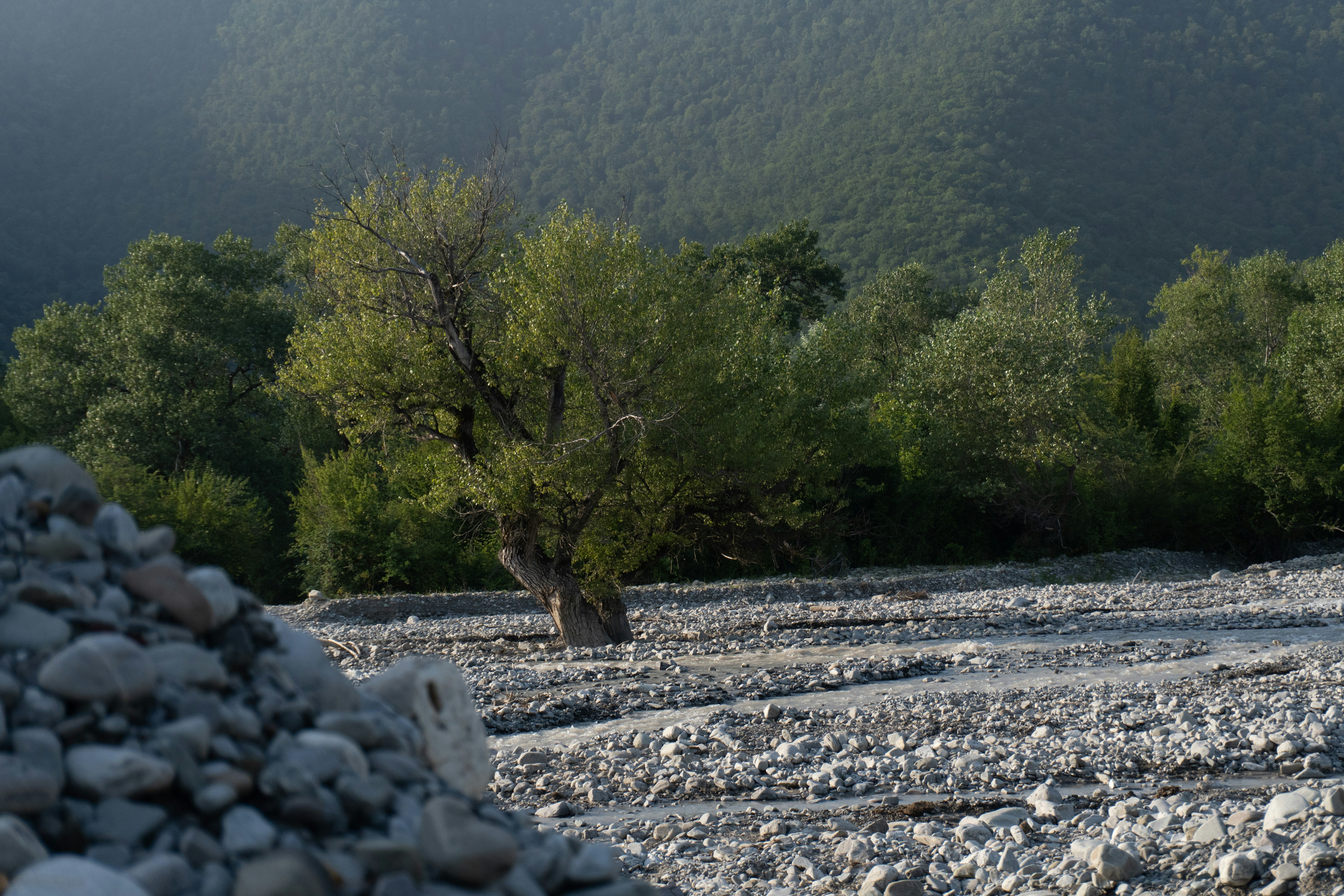 The Lone Willow Standing Against a Pebble Riverbed