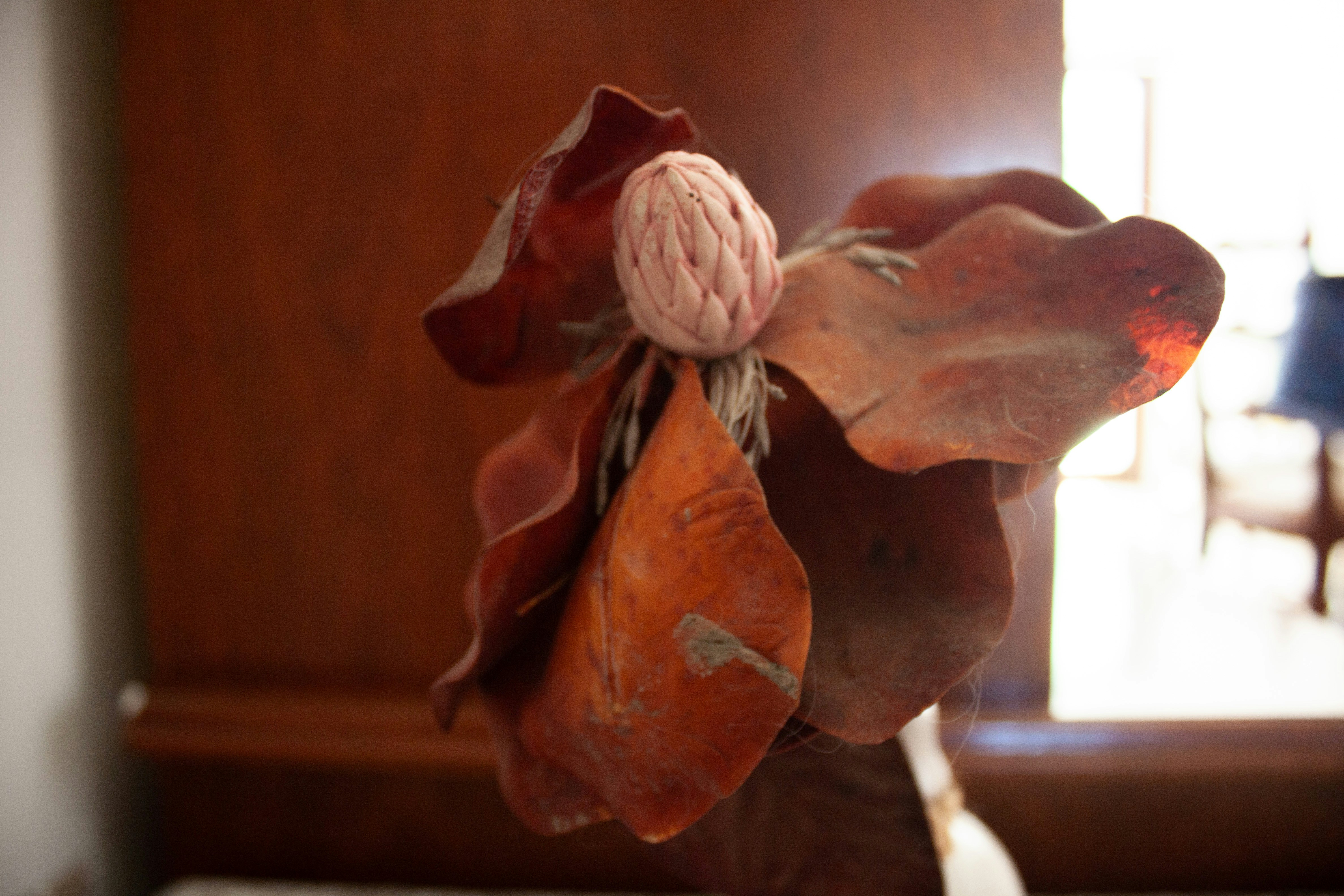 Desiccated bloom meeting at the threshold of light
