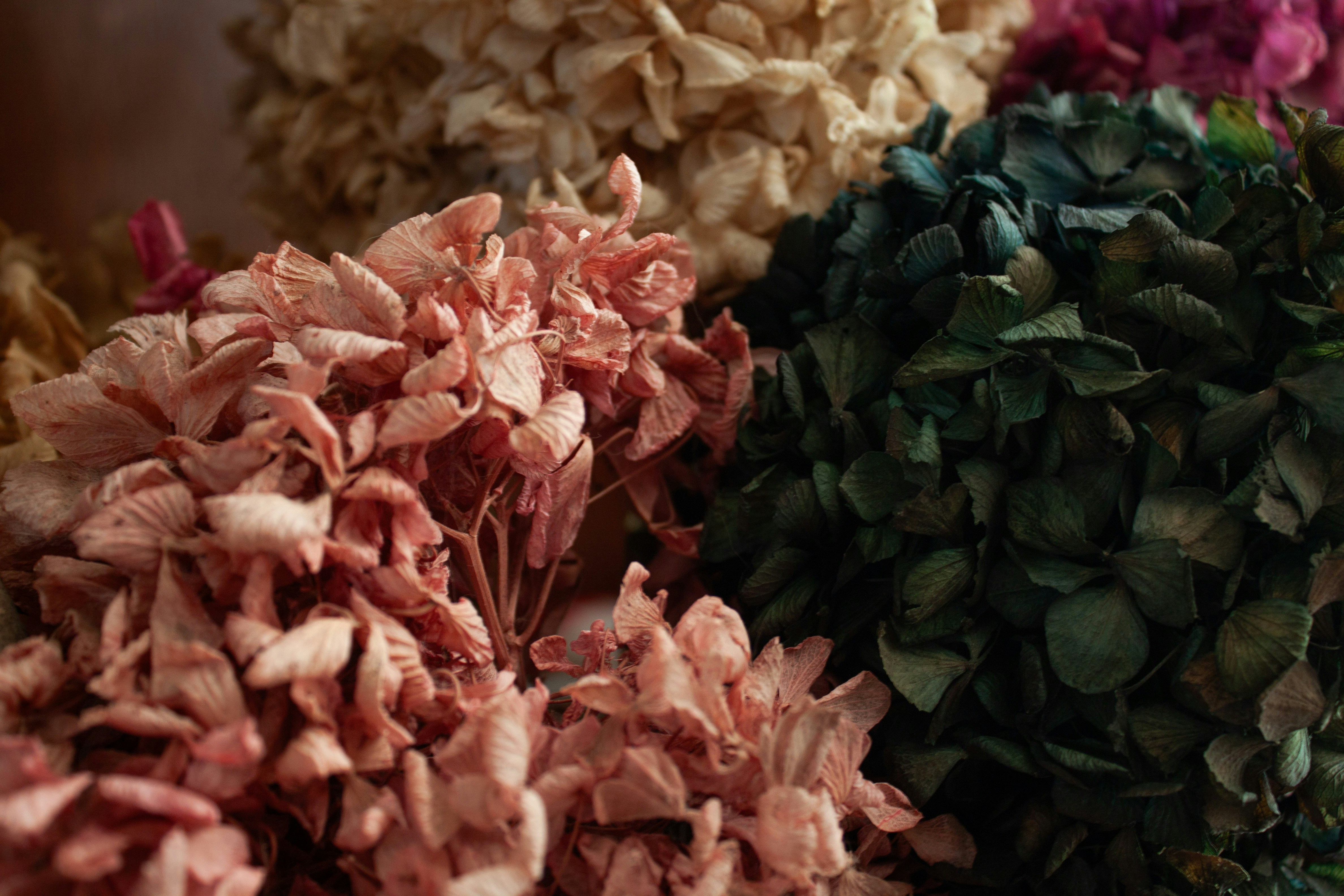 Close-up of dried hydrangea blossoms in warm pinks and muted greens; the arrangement creates a moody, textured floral canvas suitable for still life or interior photography.