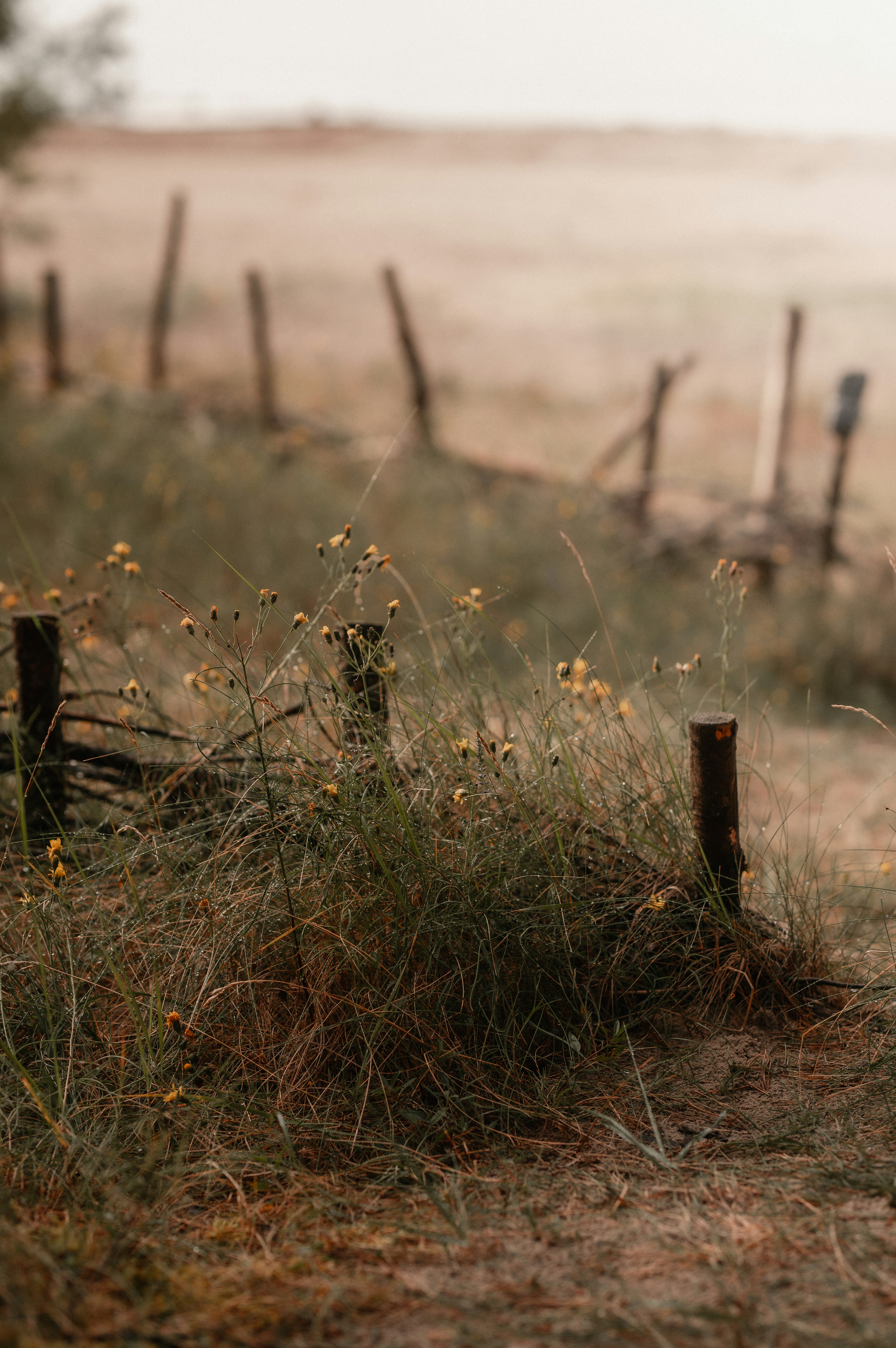 Sunlit Dune Field with Wild Grass and Weathered Posts