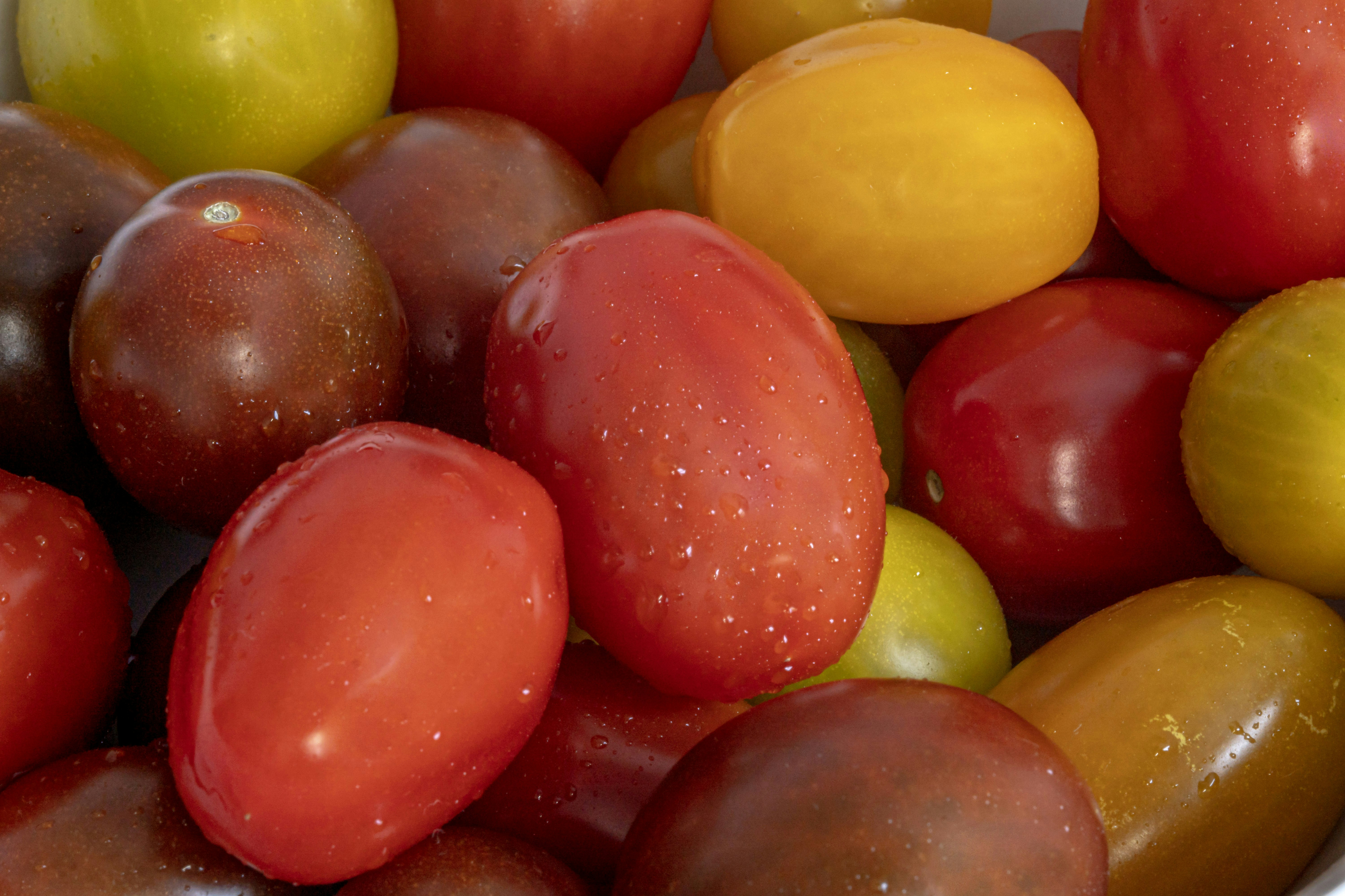 Sunlit Mosaic of Plump Cherry-Tomato Harlequin Ensemble