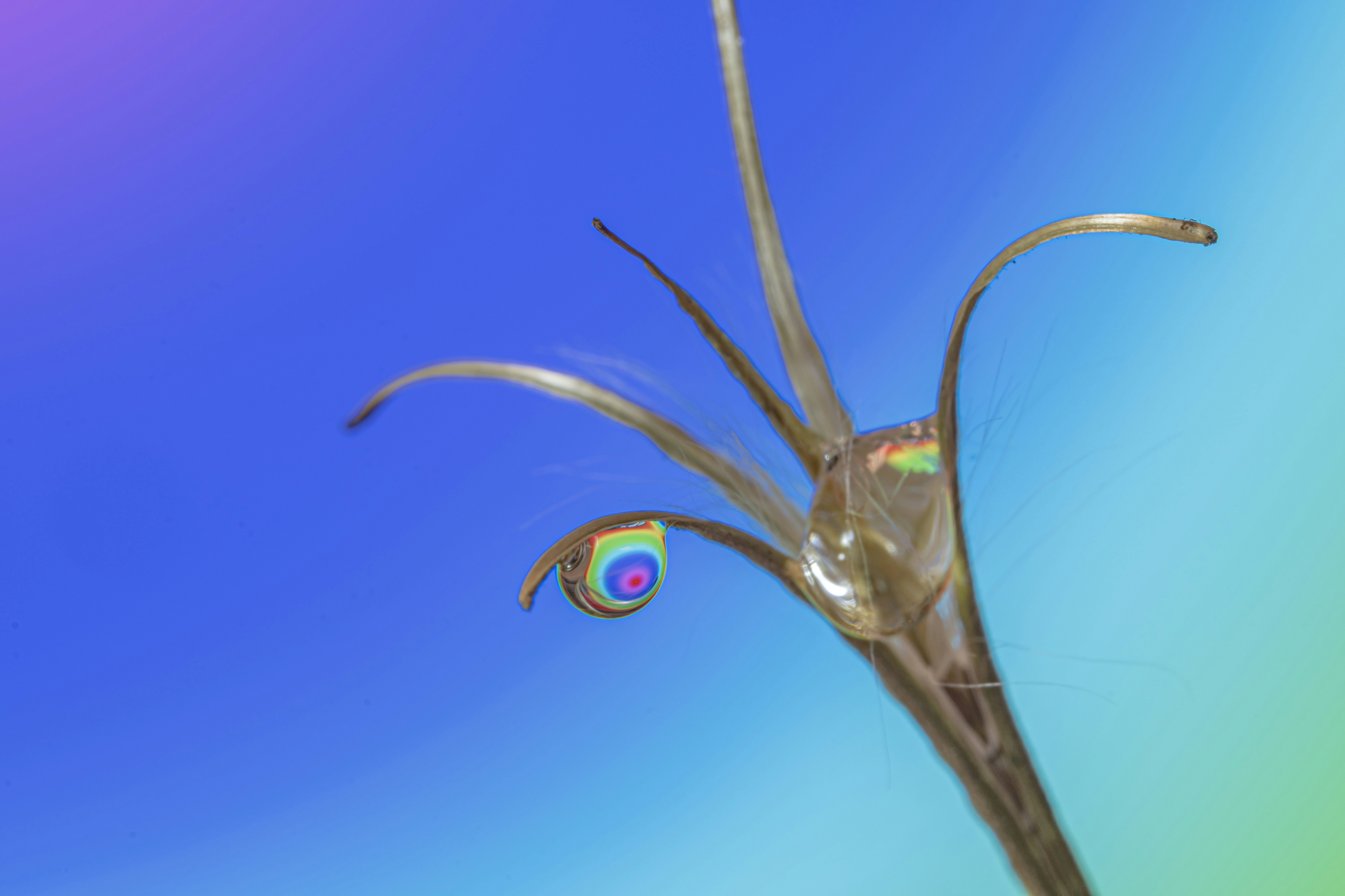 Isolated Droplet Orbit: A Macro View of a Water Droplet on a Petal