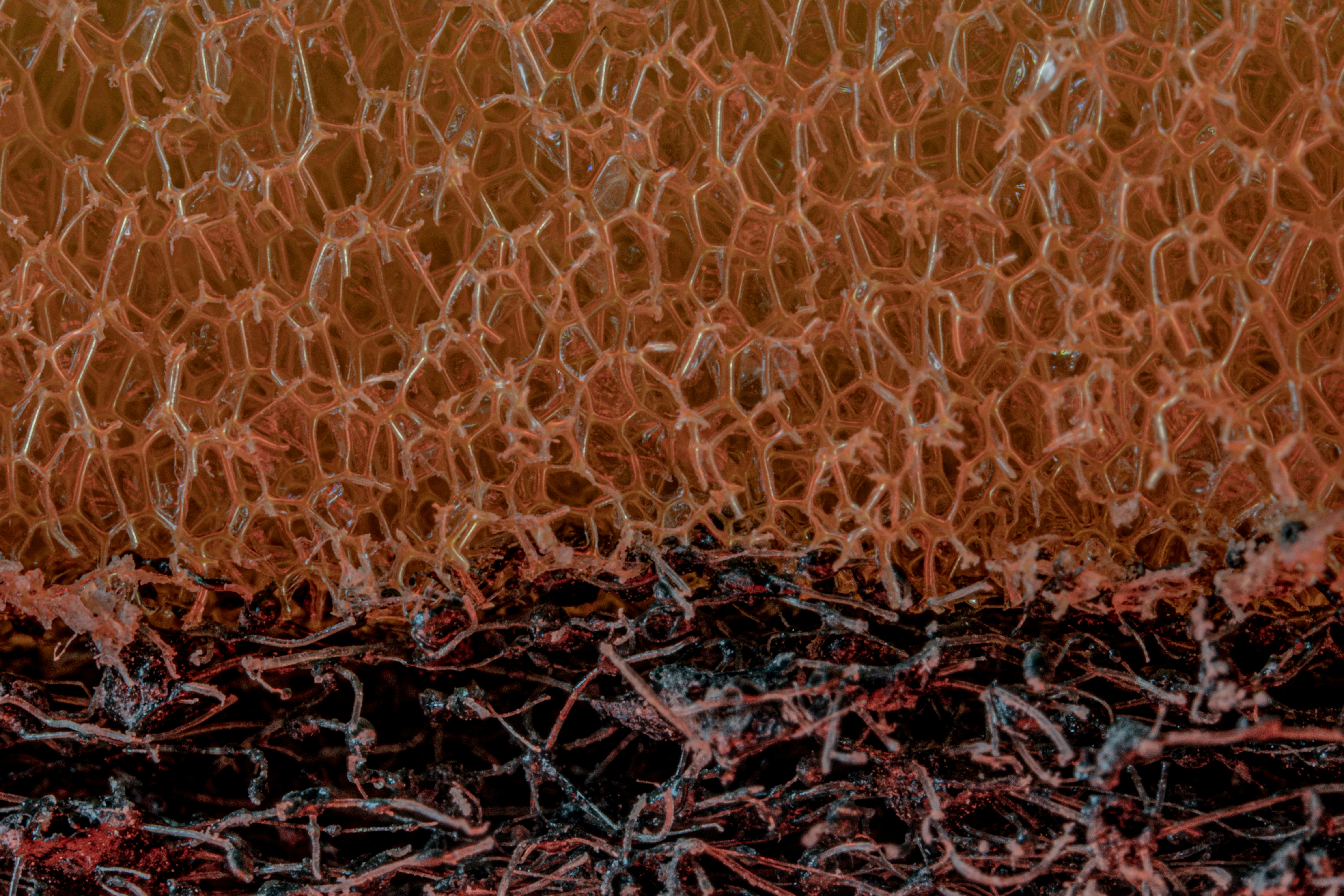 Macro Lattice: The Fiery Honeycomb Meet of Plant Tissues