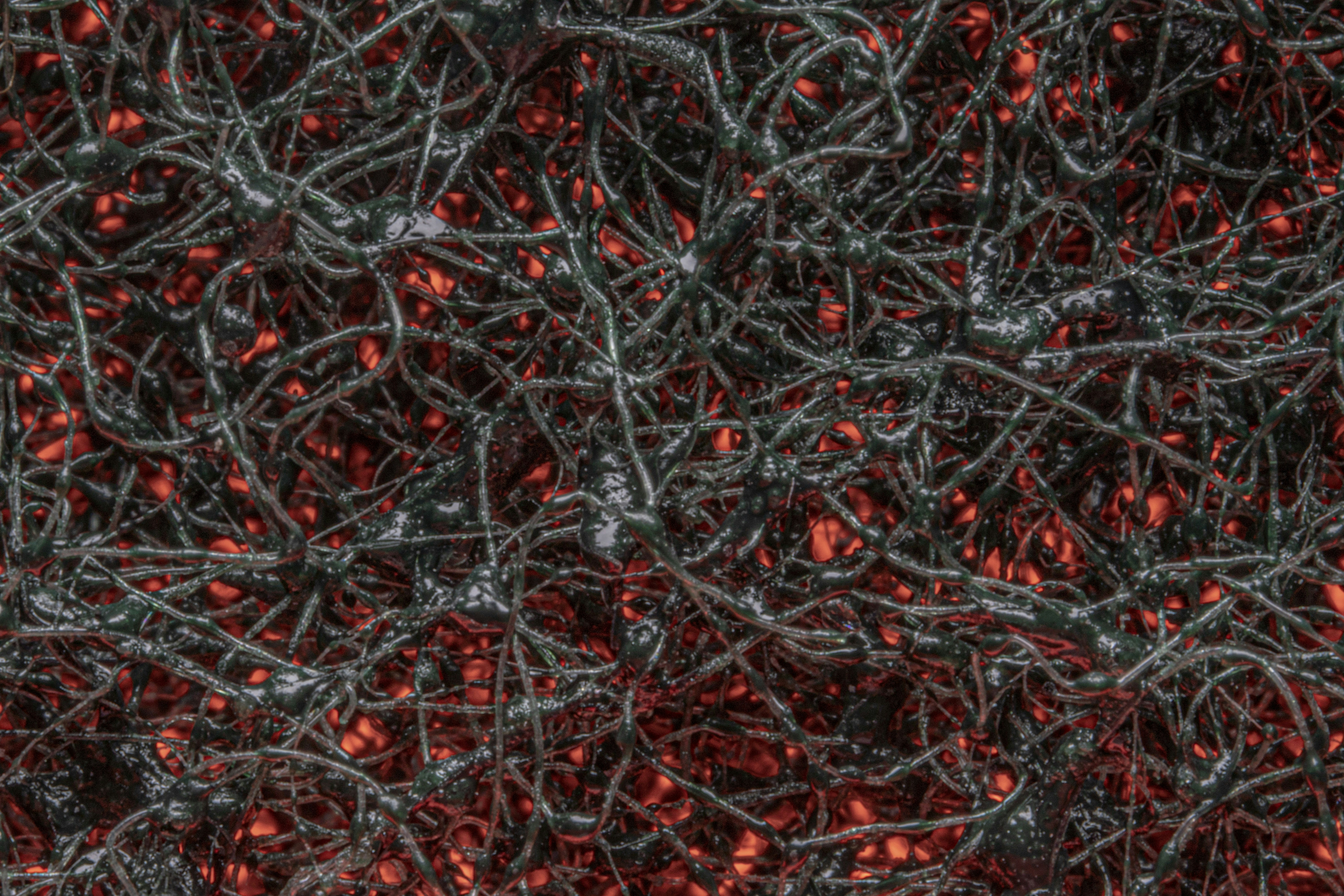 Red Tangle: A Close‑Up of Ember-like Thorns in Winter Ash