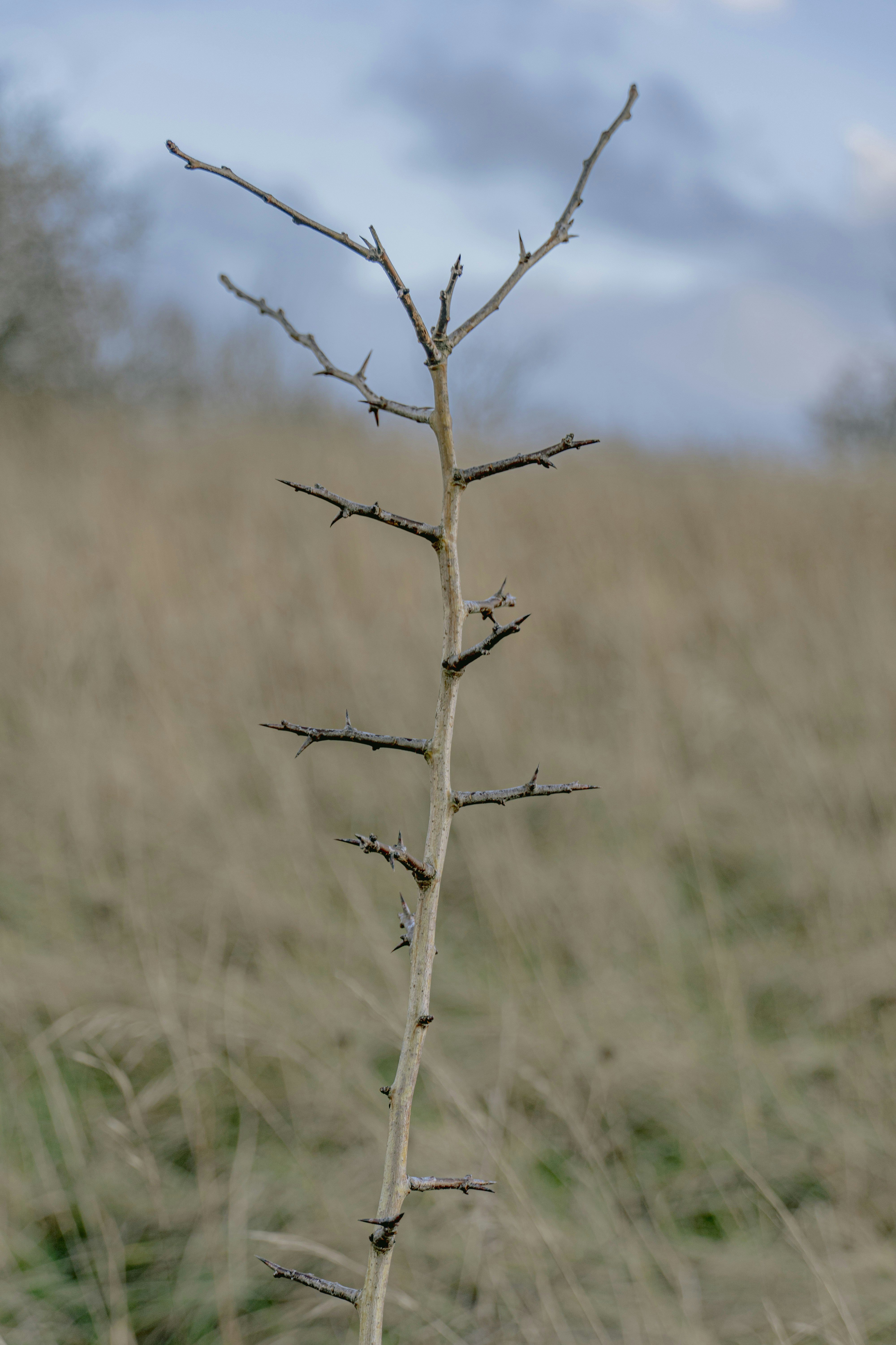 Bare stalk reaching upward in a sunlit meadow
