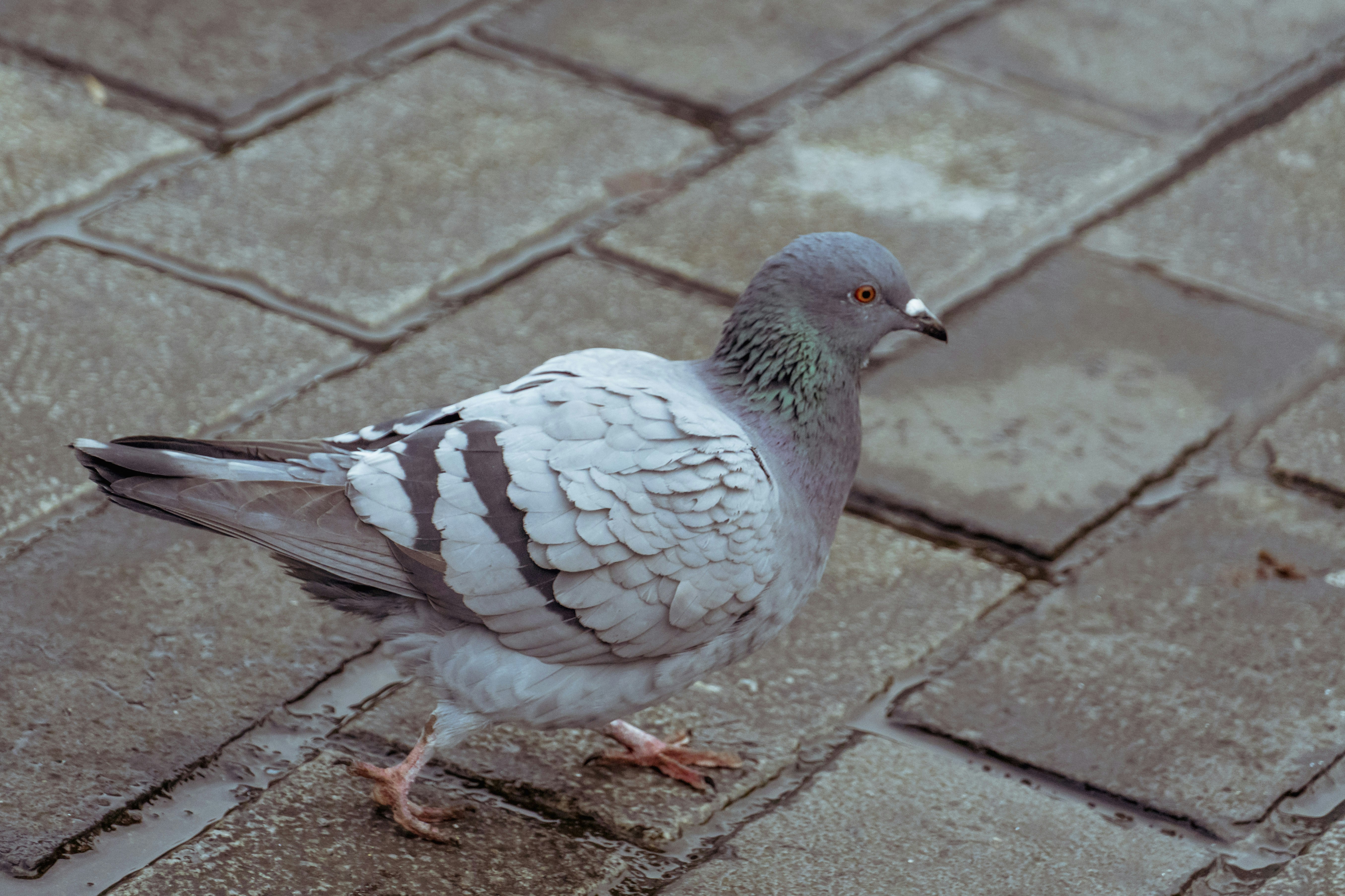 Urban Dove in Soft Focus: A Gray Rock Pigeon on Wet Brick