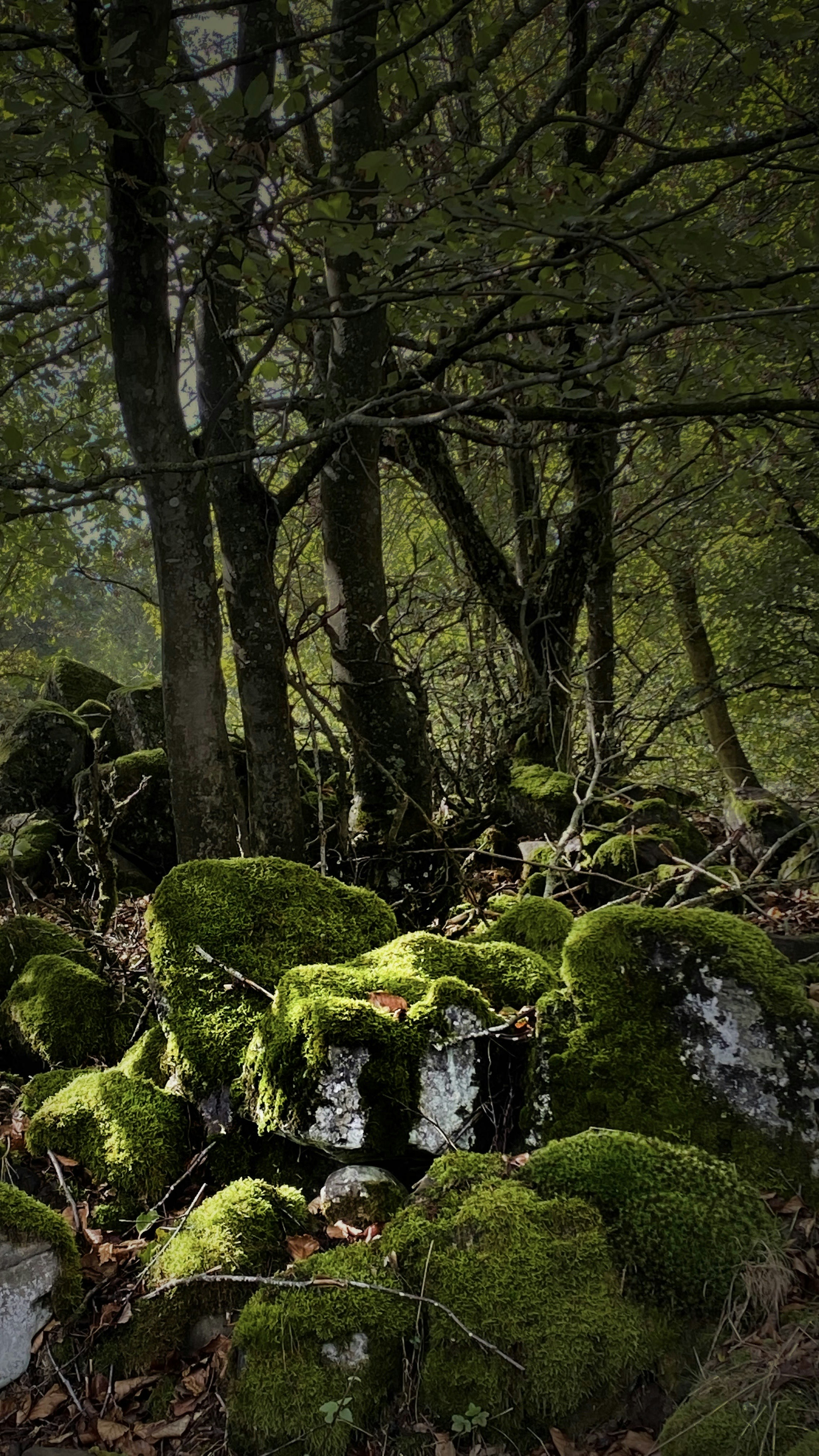 Moss-covered rocks and stones form a textured, emerald foreground beneath a dense woodland canopy.
