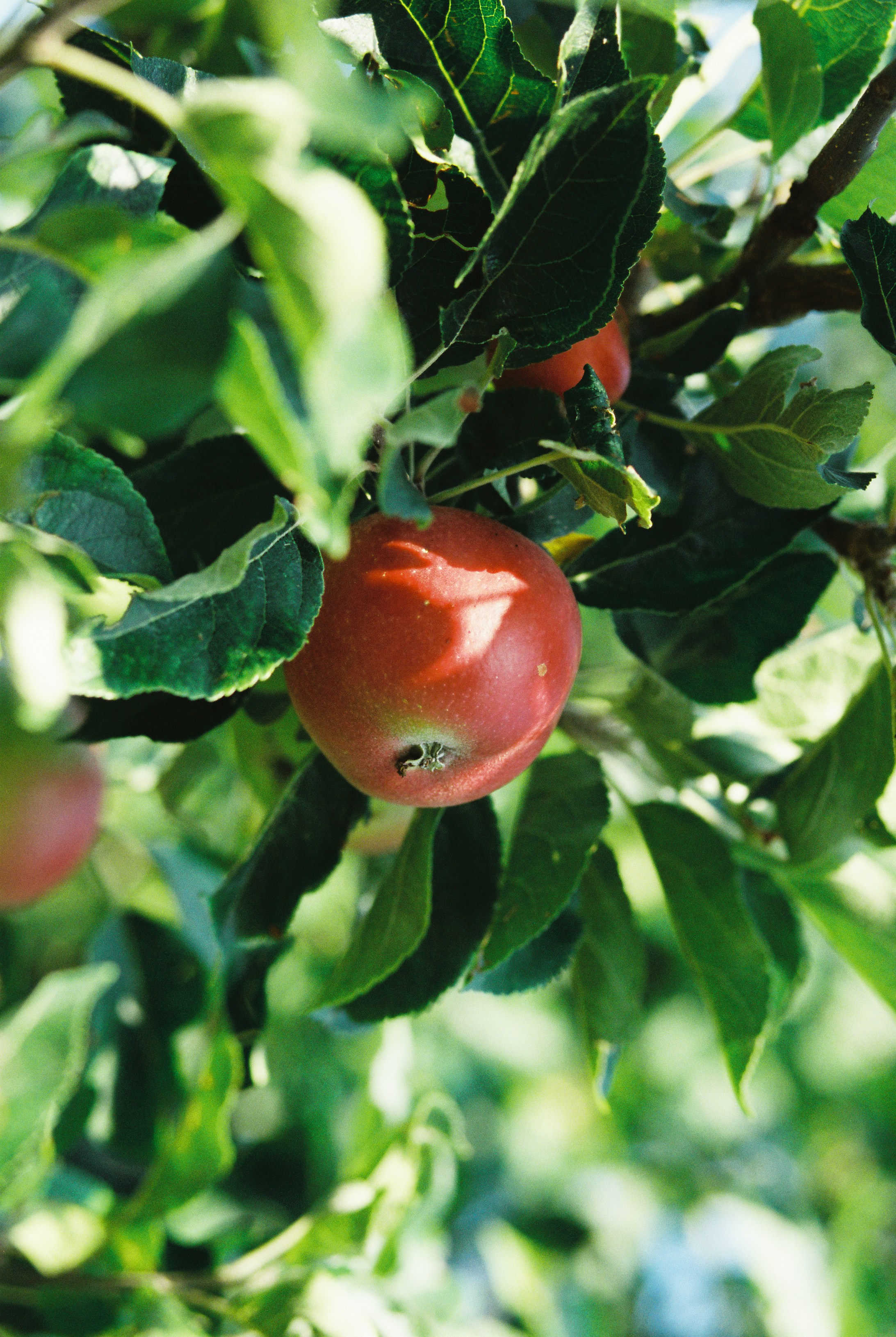 Scarlet apple rests among glossy green leaves, backlit by soft sunlight; a close, natural focus on the fruit within dense foliage. Photograph captures orchard texture and color nuances.