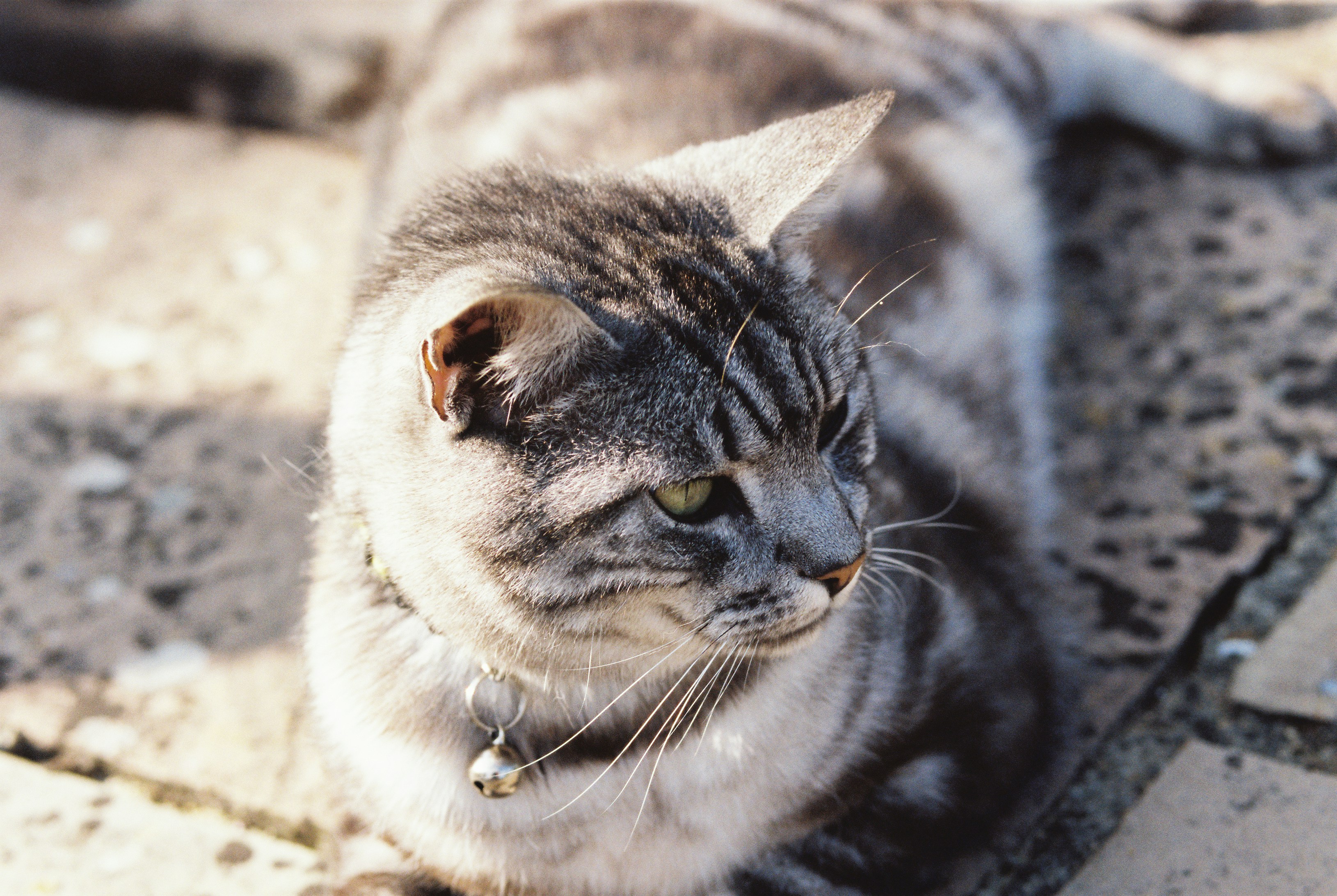 Quiet Paws in Dappled Light