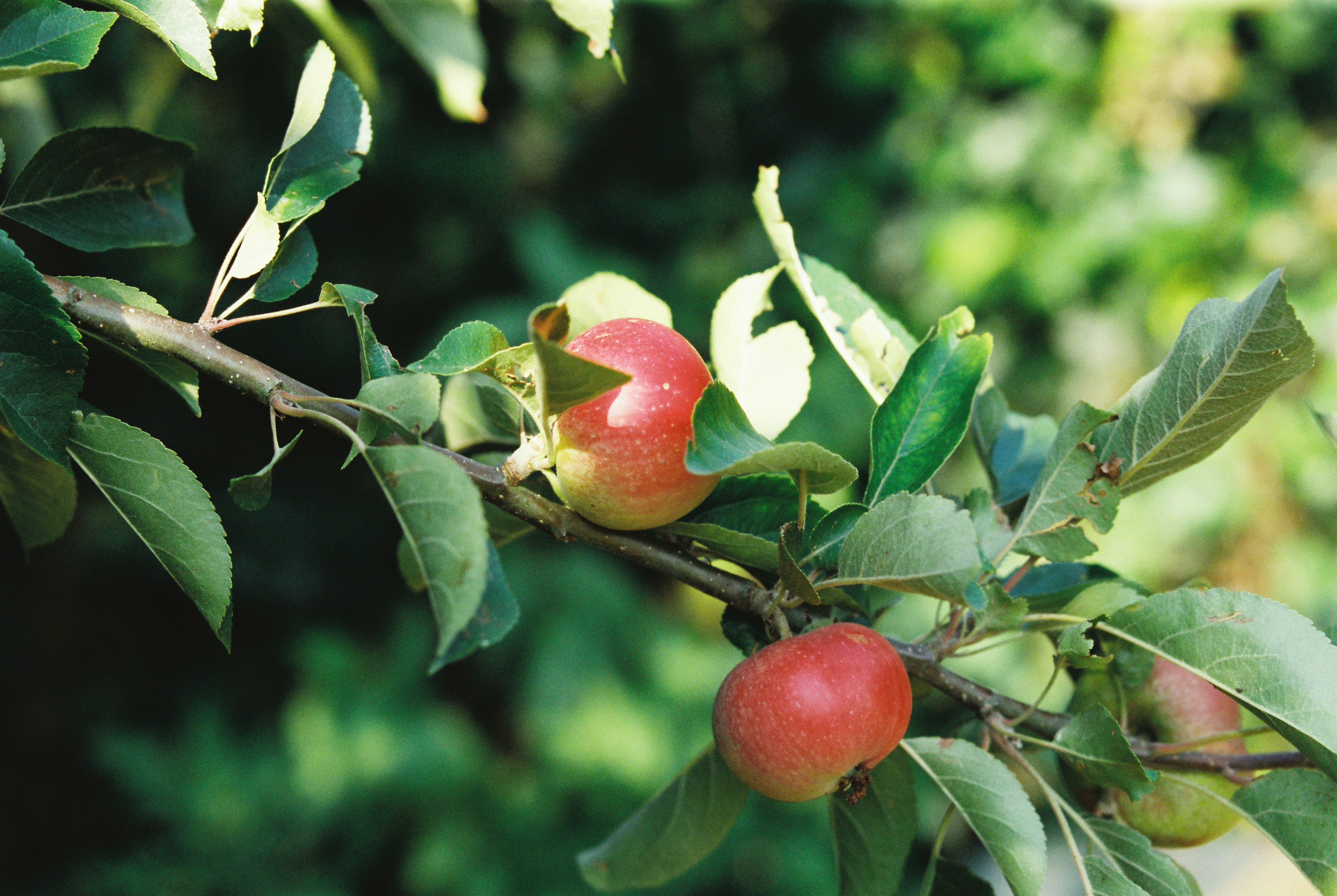 Crimson Apple On A Sunlit Orchard Branch