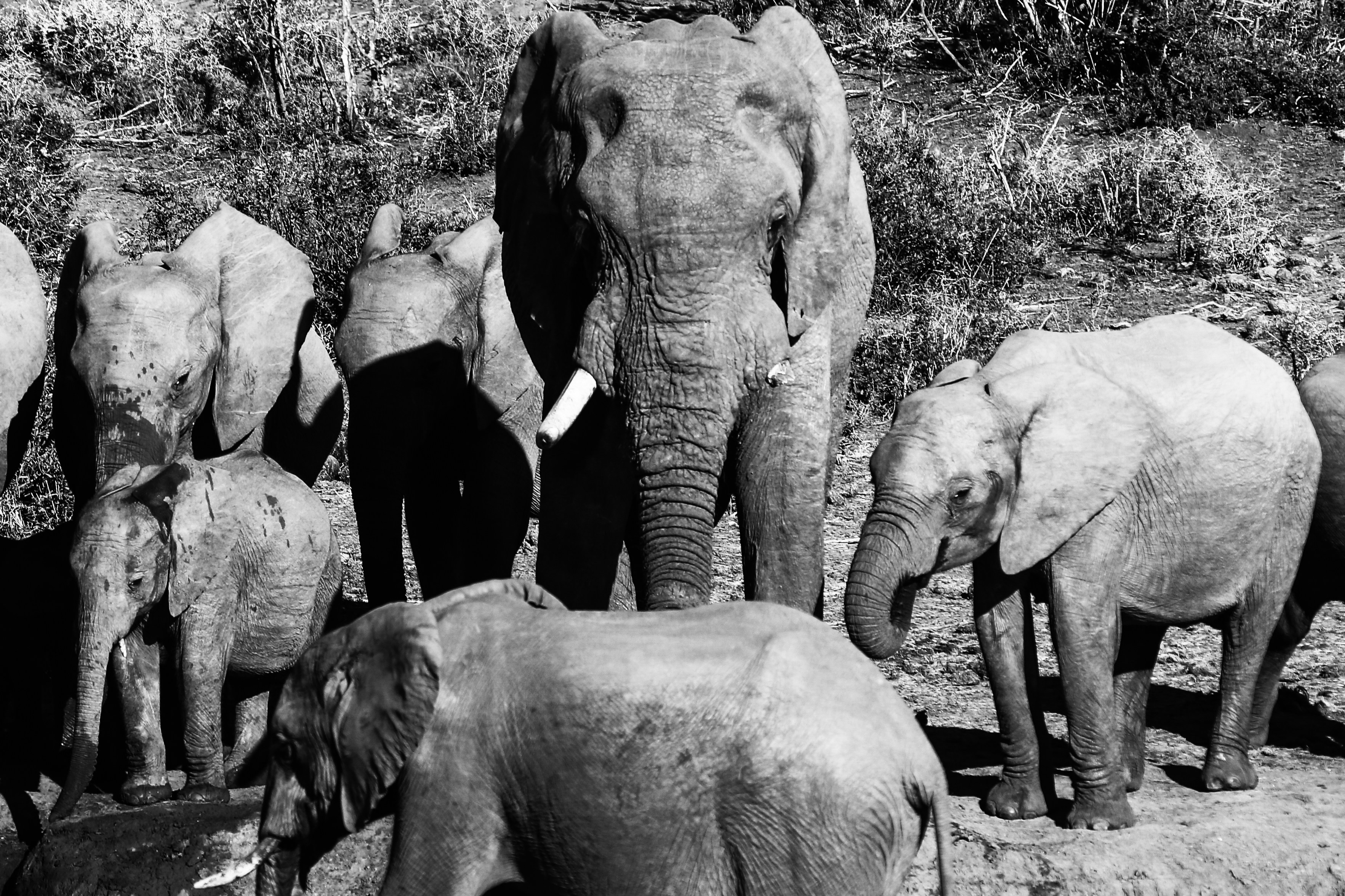 Elephant Caravan at Watering Hole: A Quiet Herd in Monochrome