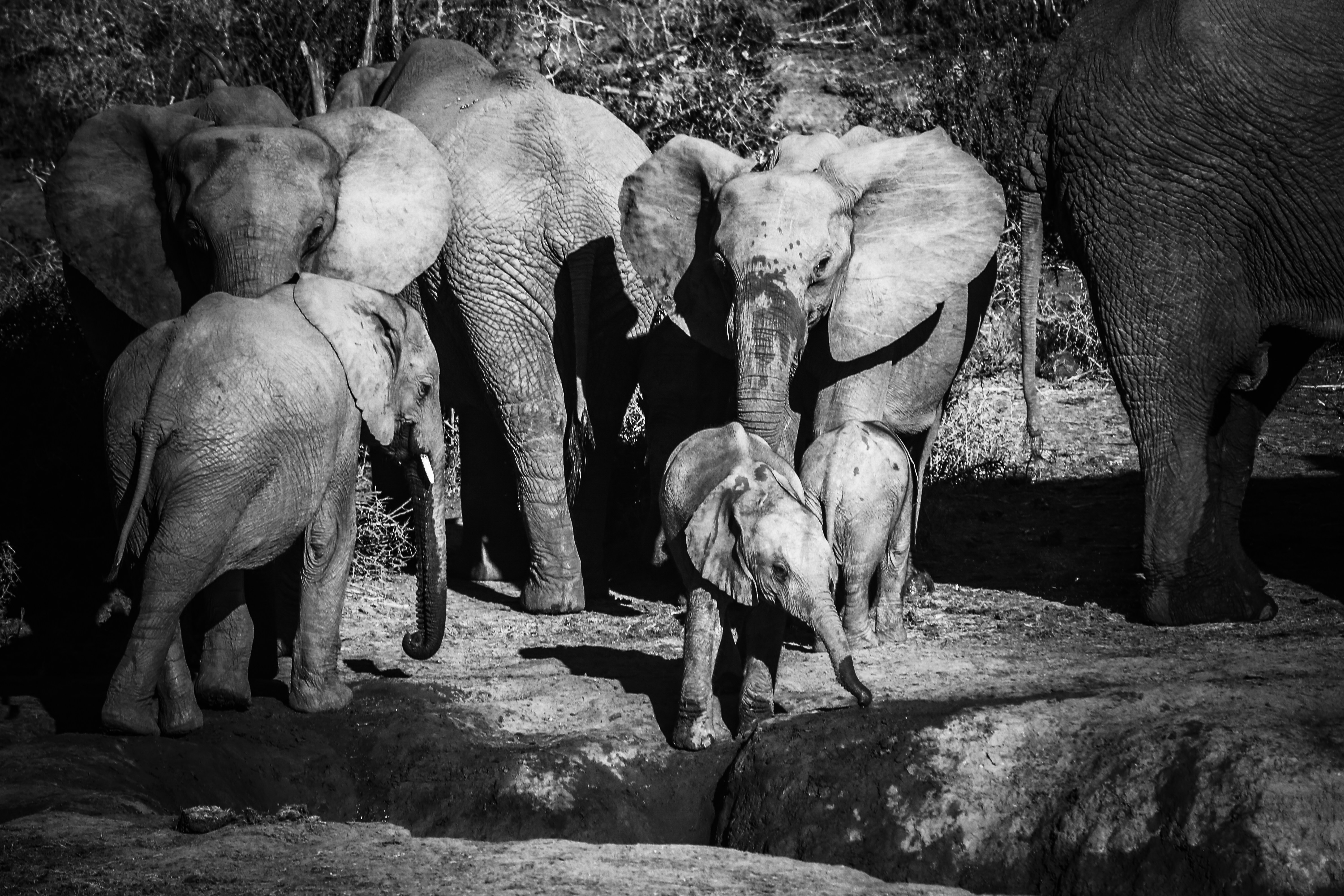 Elephant Herd at Shade: A Quiet Moment under Bark and Mud