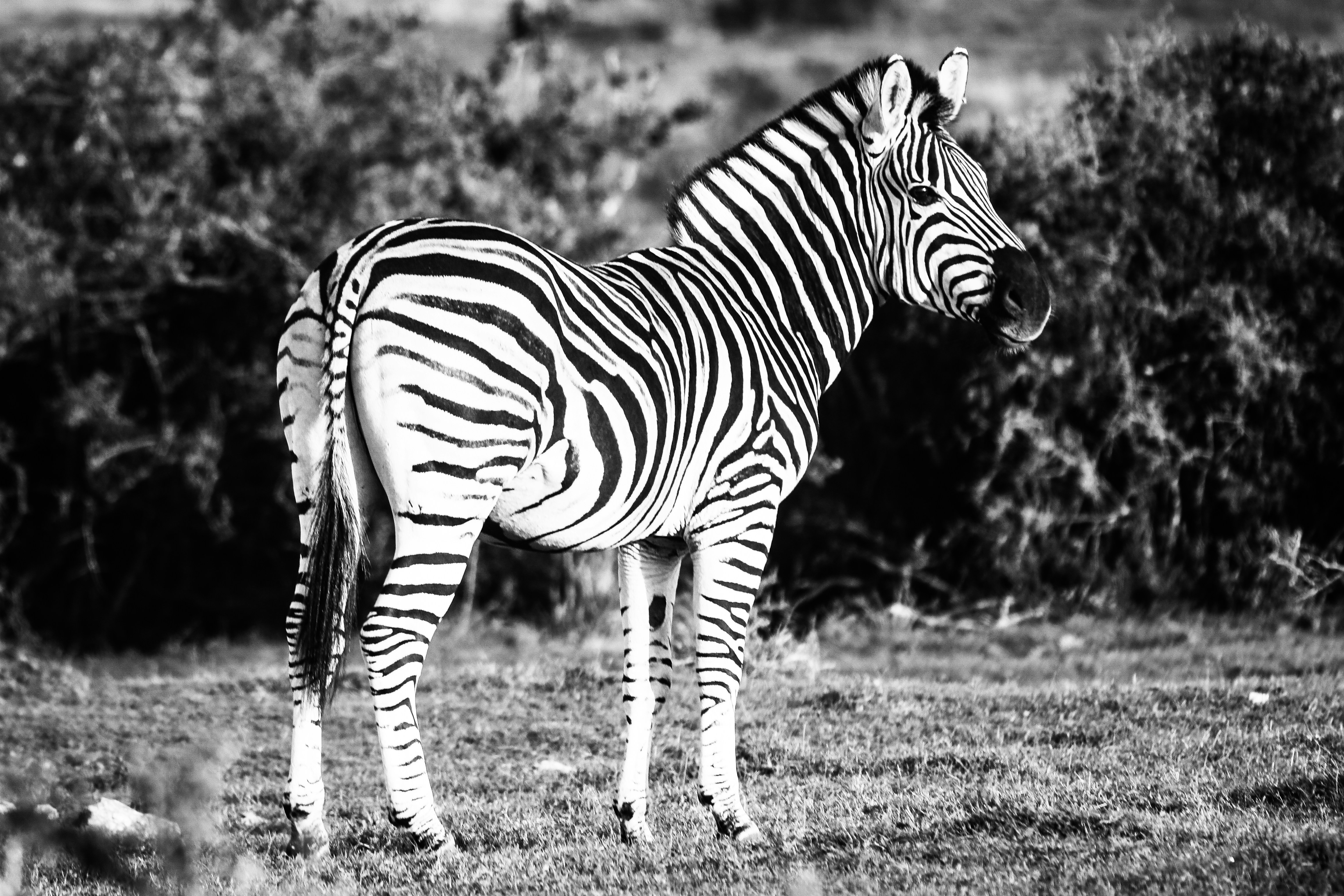 Zebra in Profile: Stripes and Savanna in Monochrome