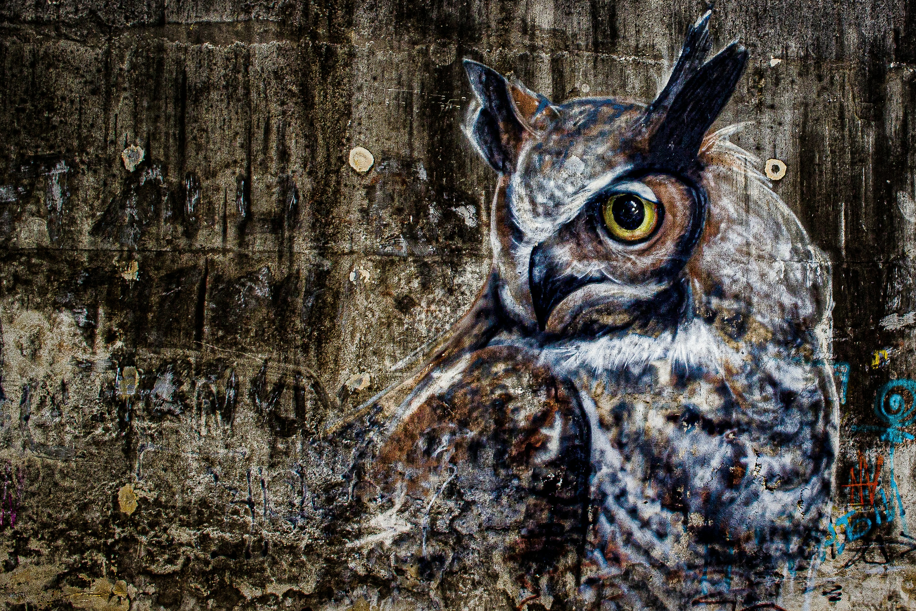 Graffitied Owl: Concrete Veins Meet Night Eye