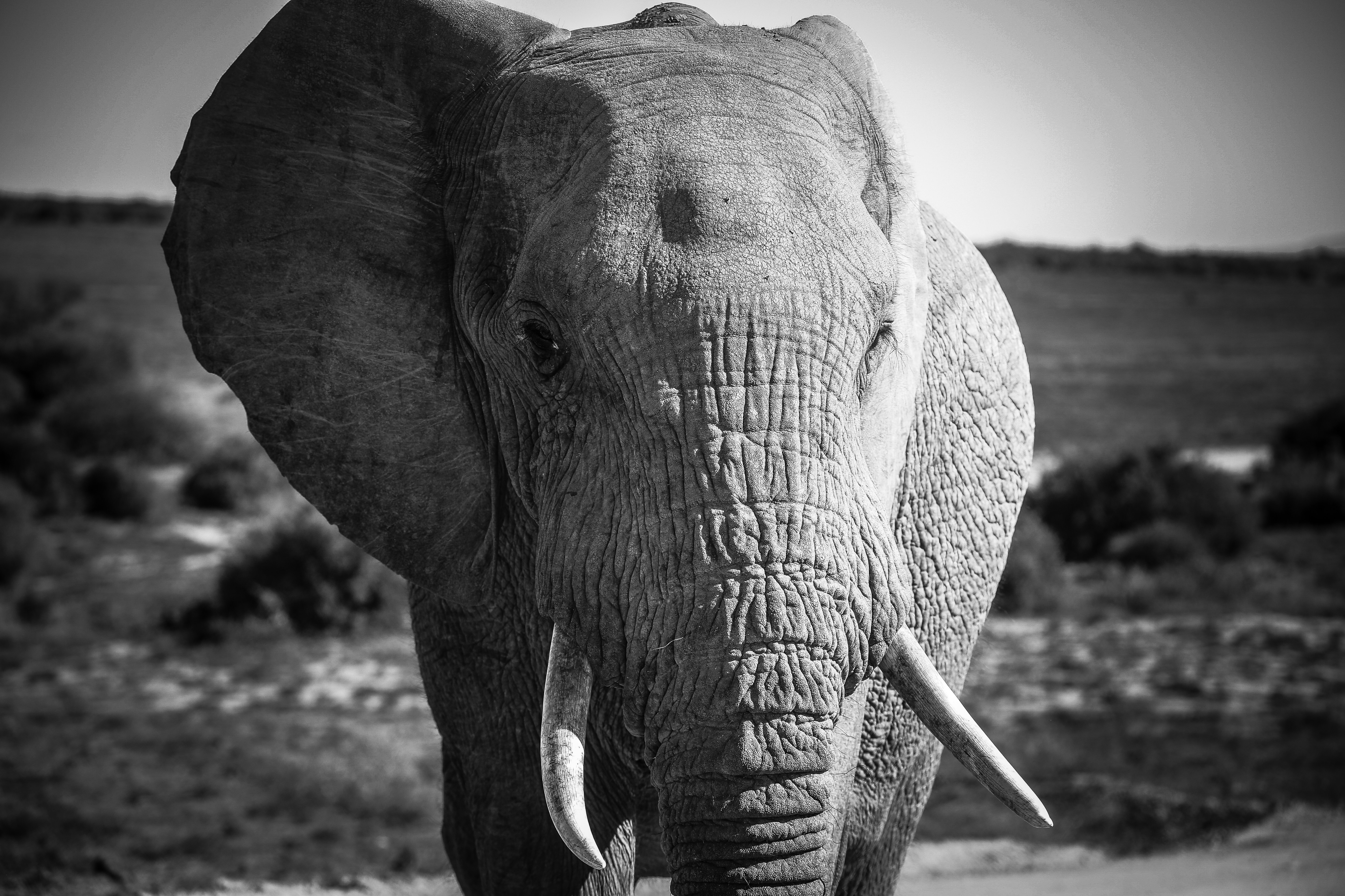 Majestic Elephant Portrait: Close Encounter with a Gray Giant