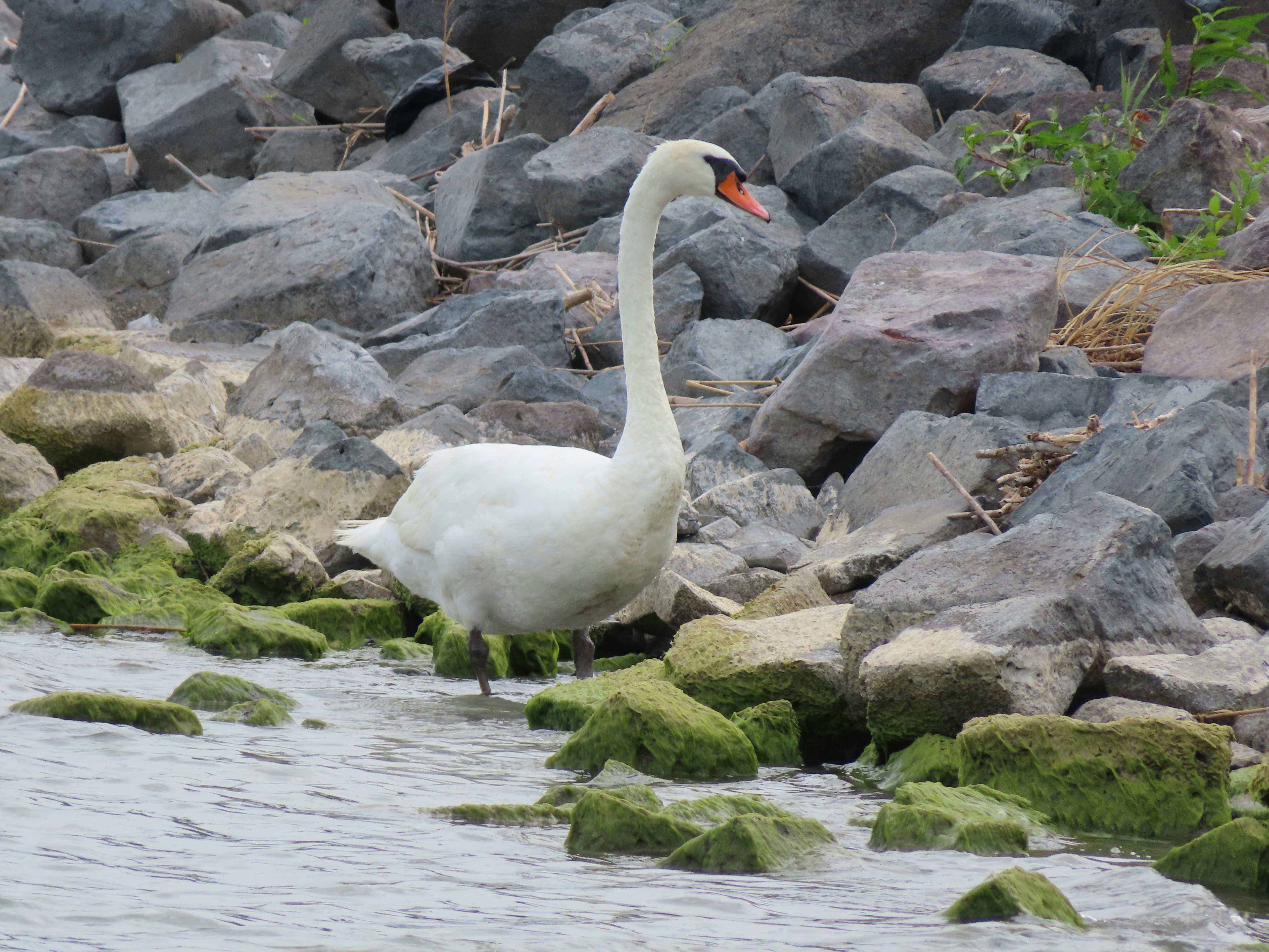White swan among mossy rocks along a rocky shoreline