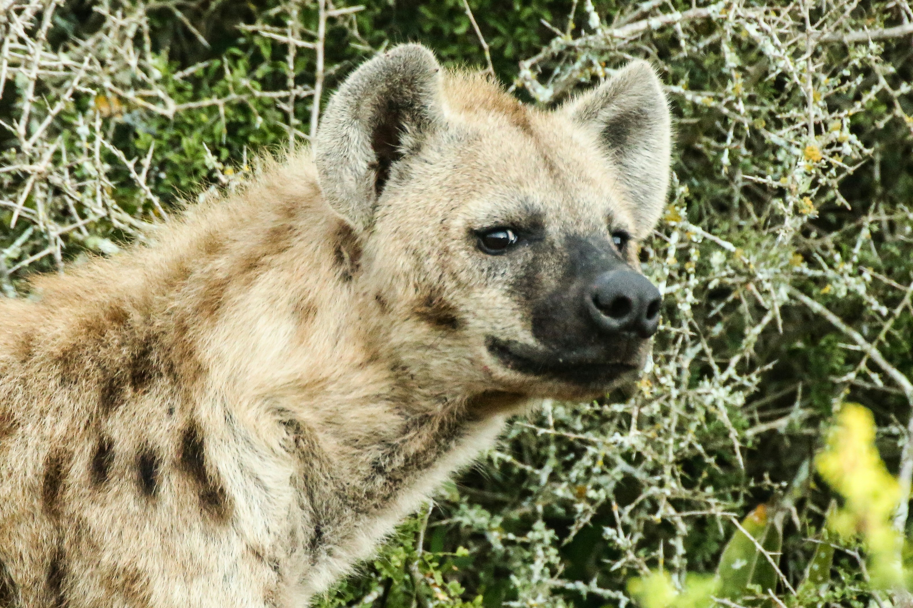 Low Crawl of a Patched Hyena: Focus on the Gaze