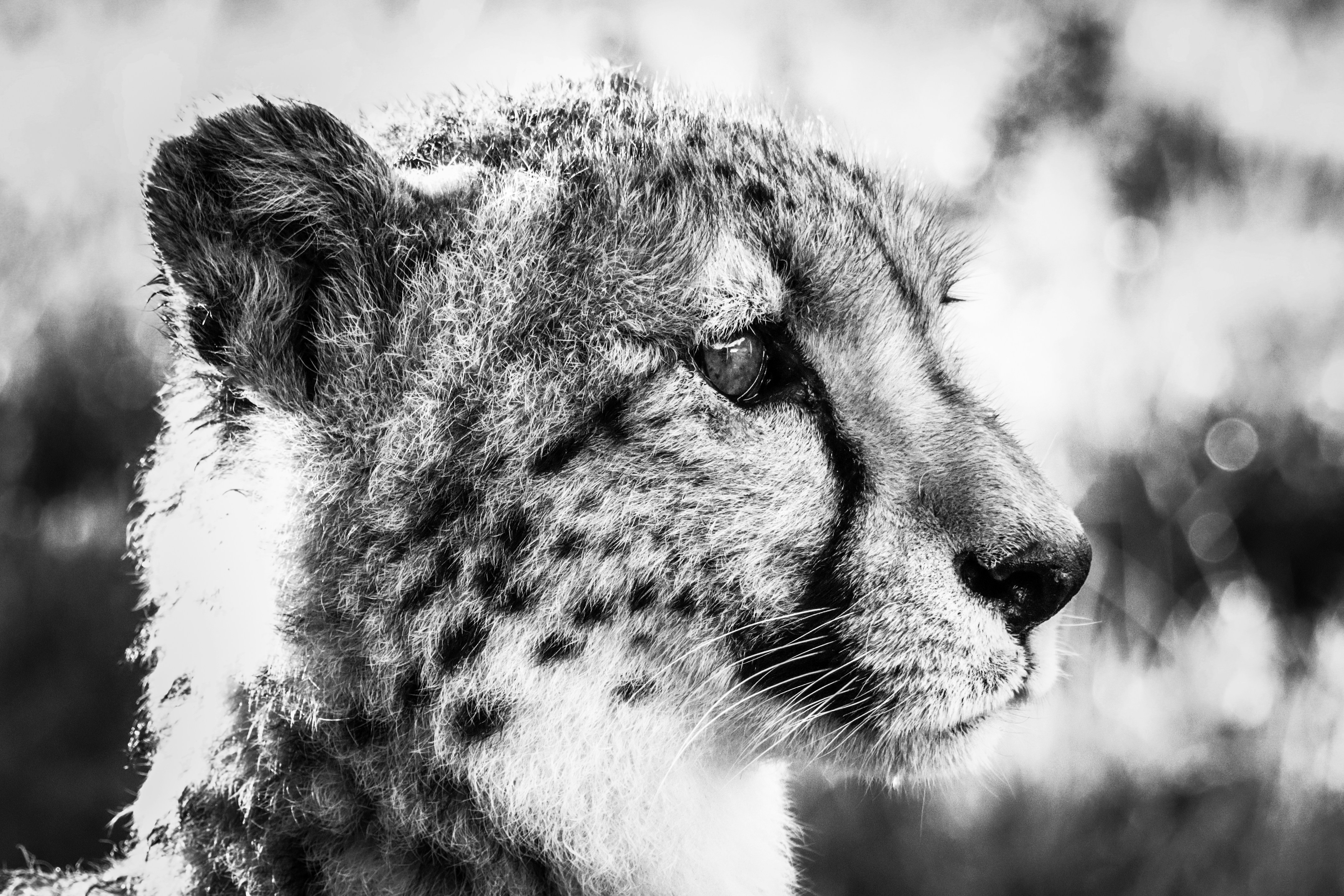 Profile of a Serengeti Sentinel: A Lioness in Quiet Focus