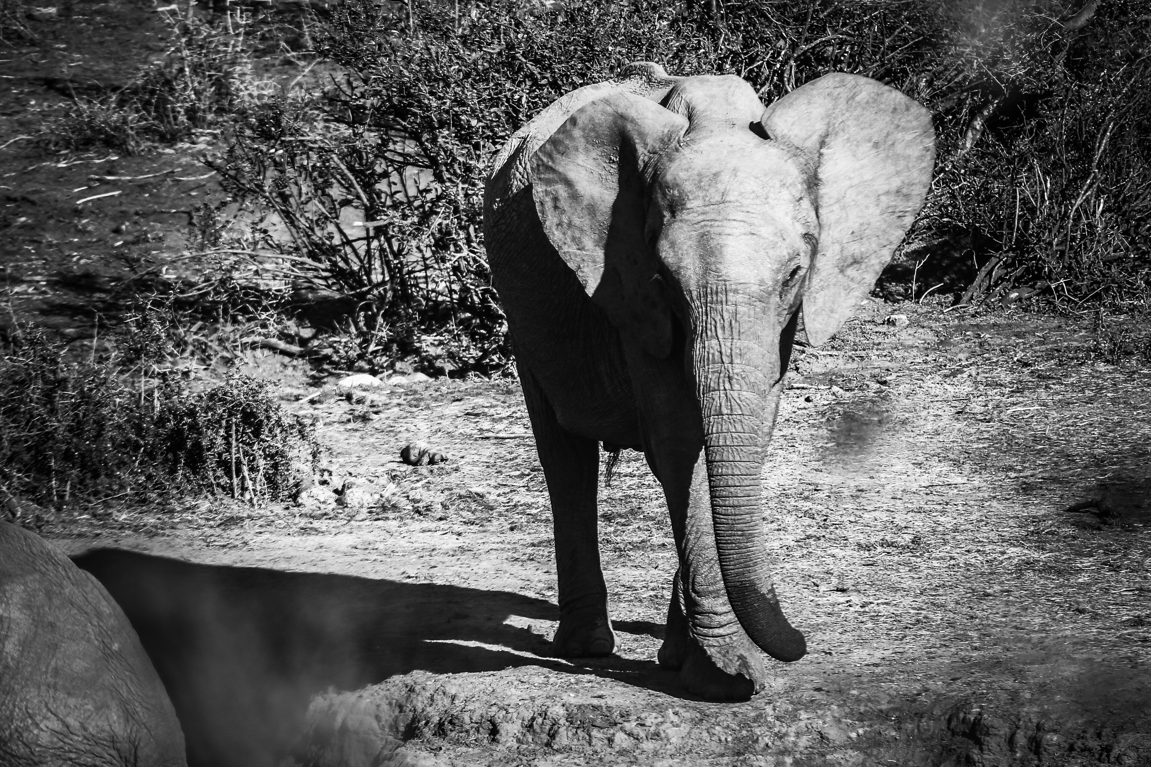 Elephant in Dappled Shade: a solitary trek across sunlit savanna