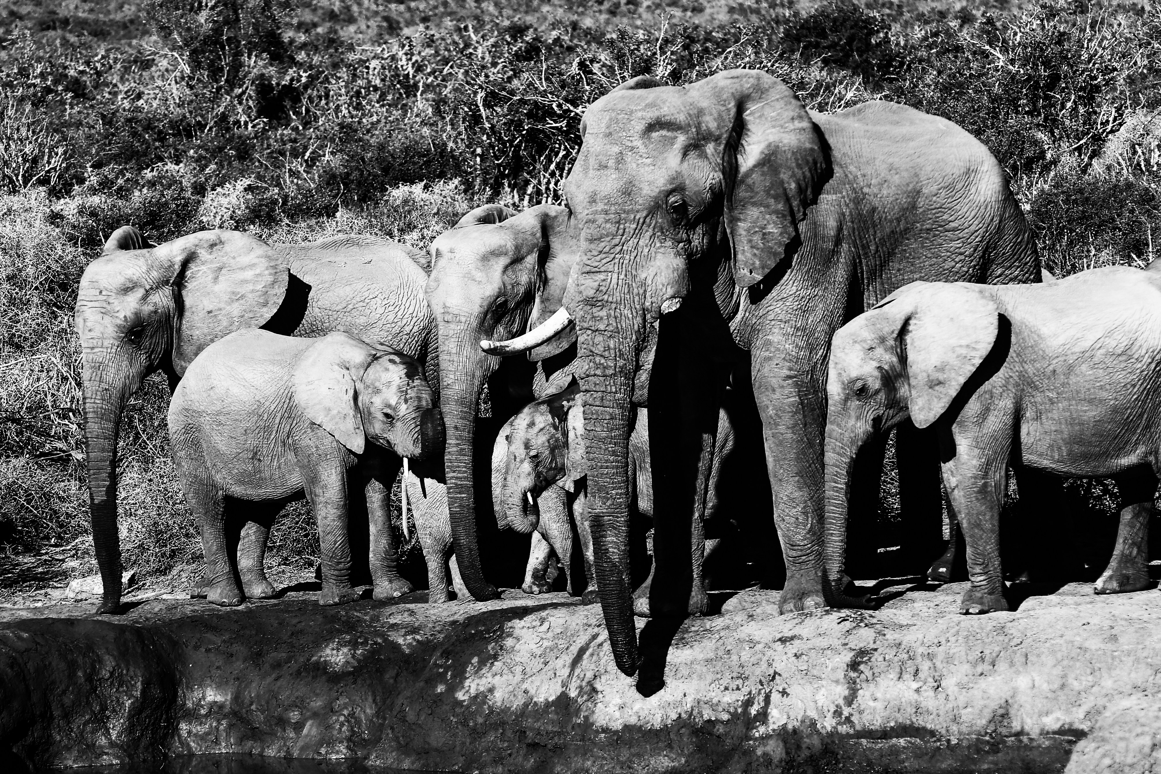 Elephant Herd at the Riverbank: A Quiet Gathering