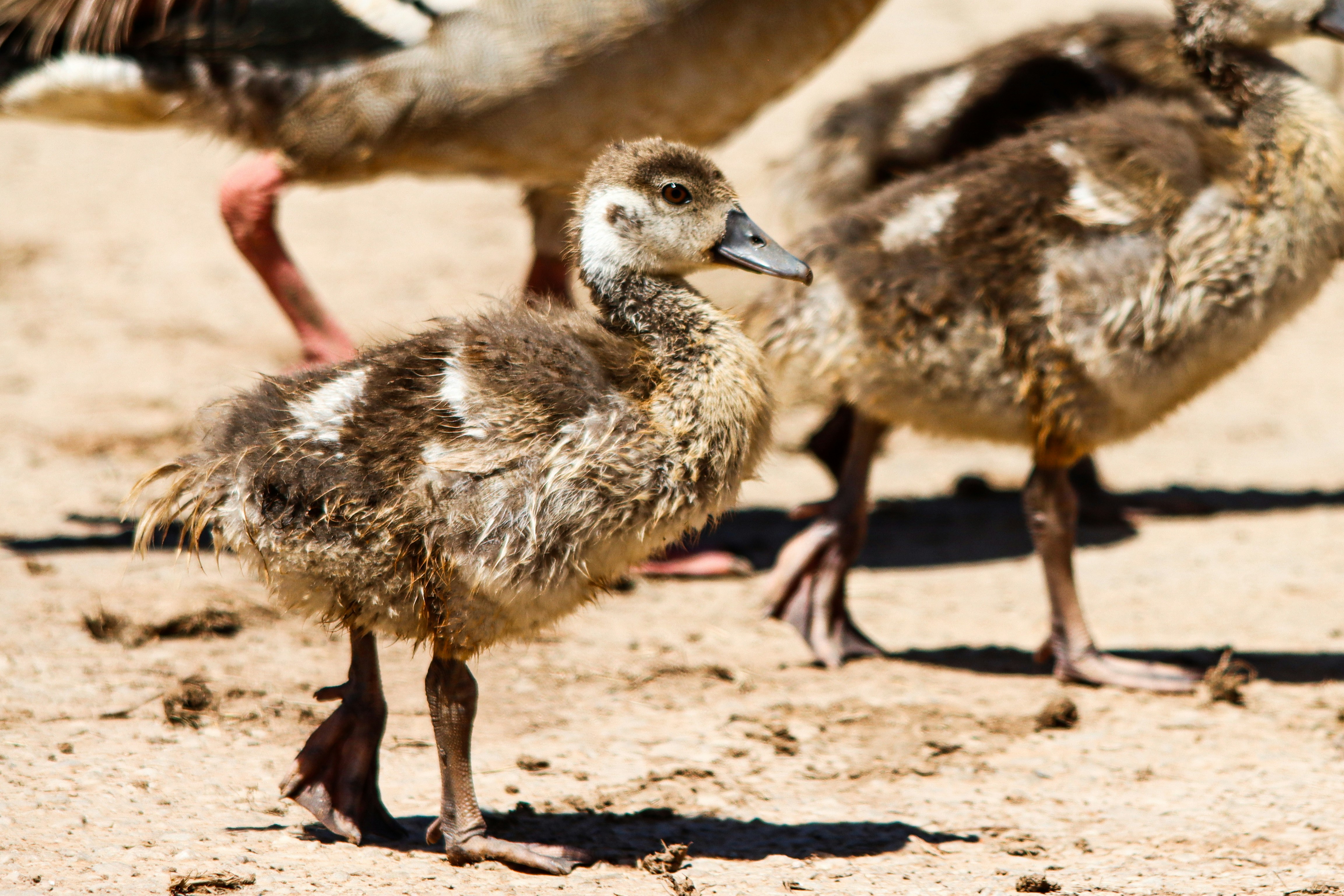 Chick of the Dust: A Curious Chick on Dry Ground