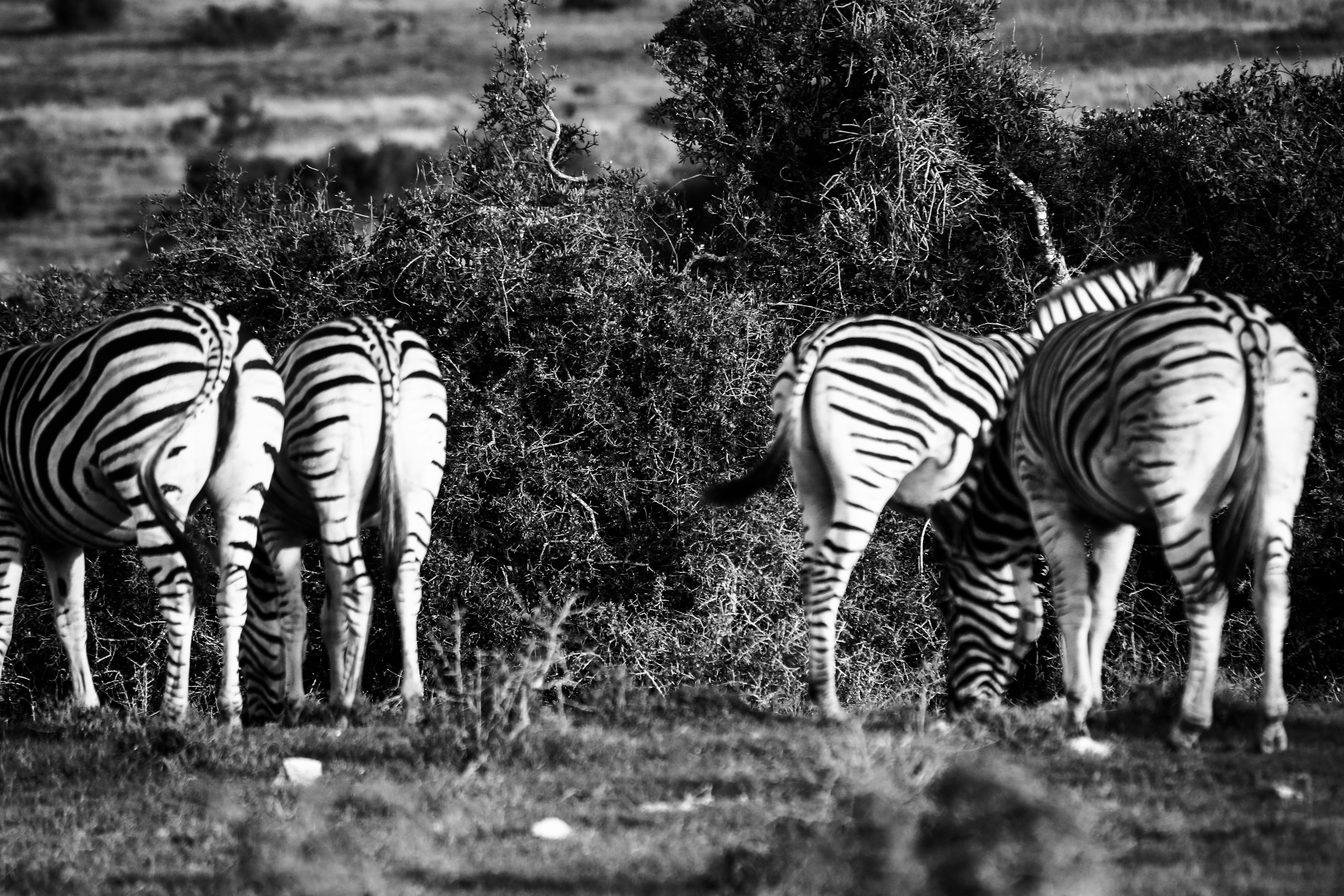 Herd in Black and White: Zebra silhouettes against scrubland