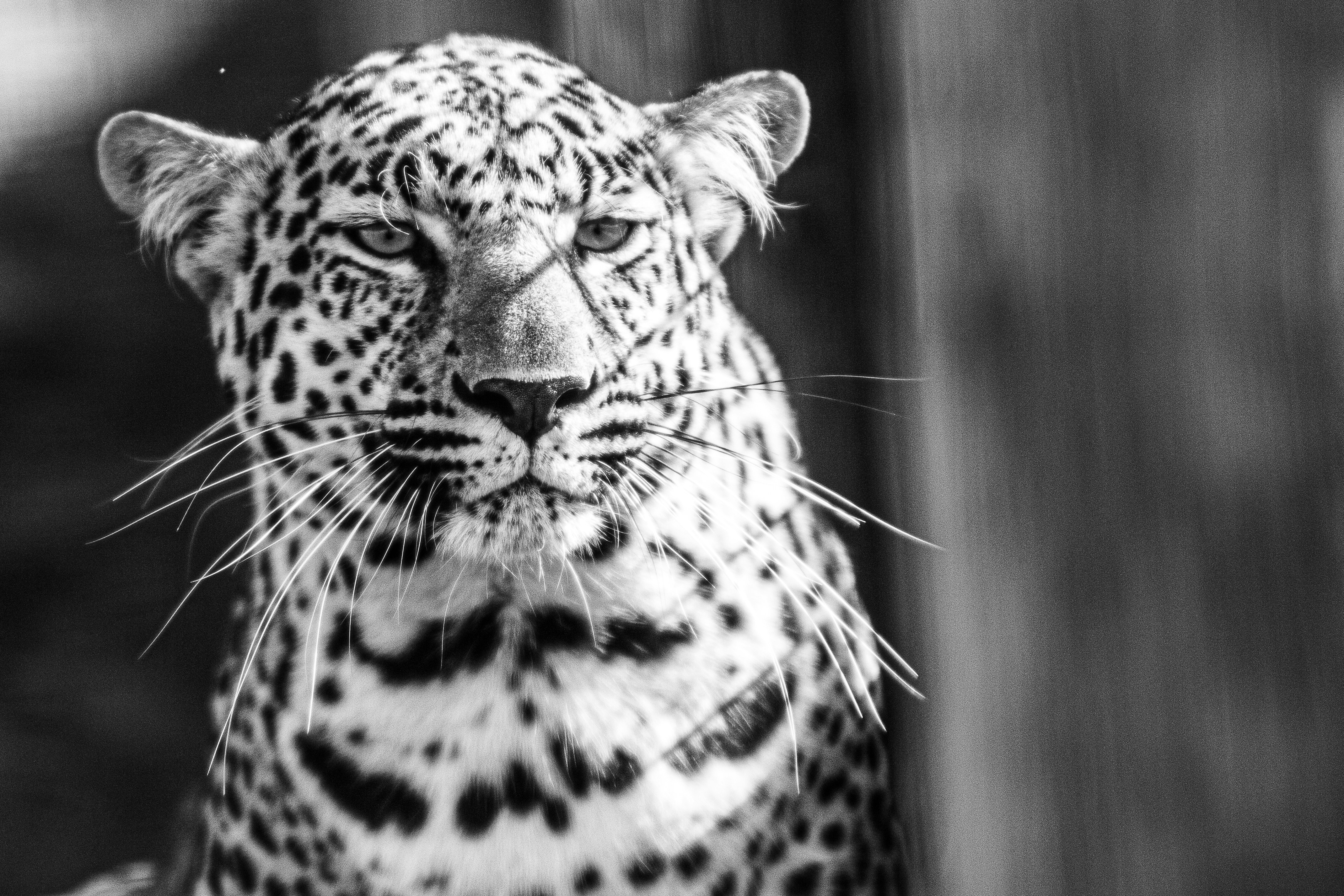 Direct Gaze: A Leopard's Quiet Intensity