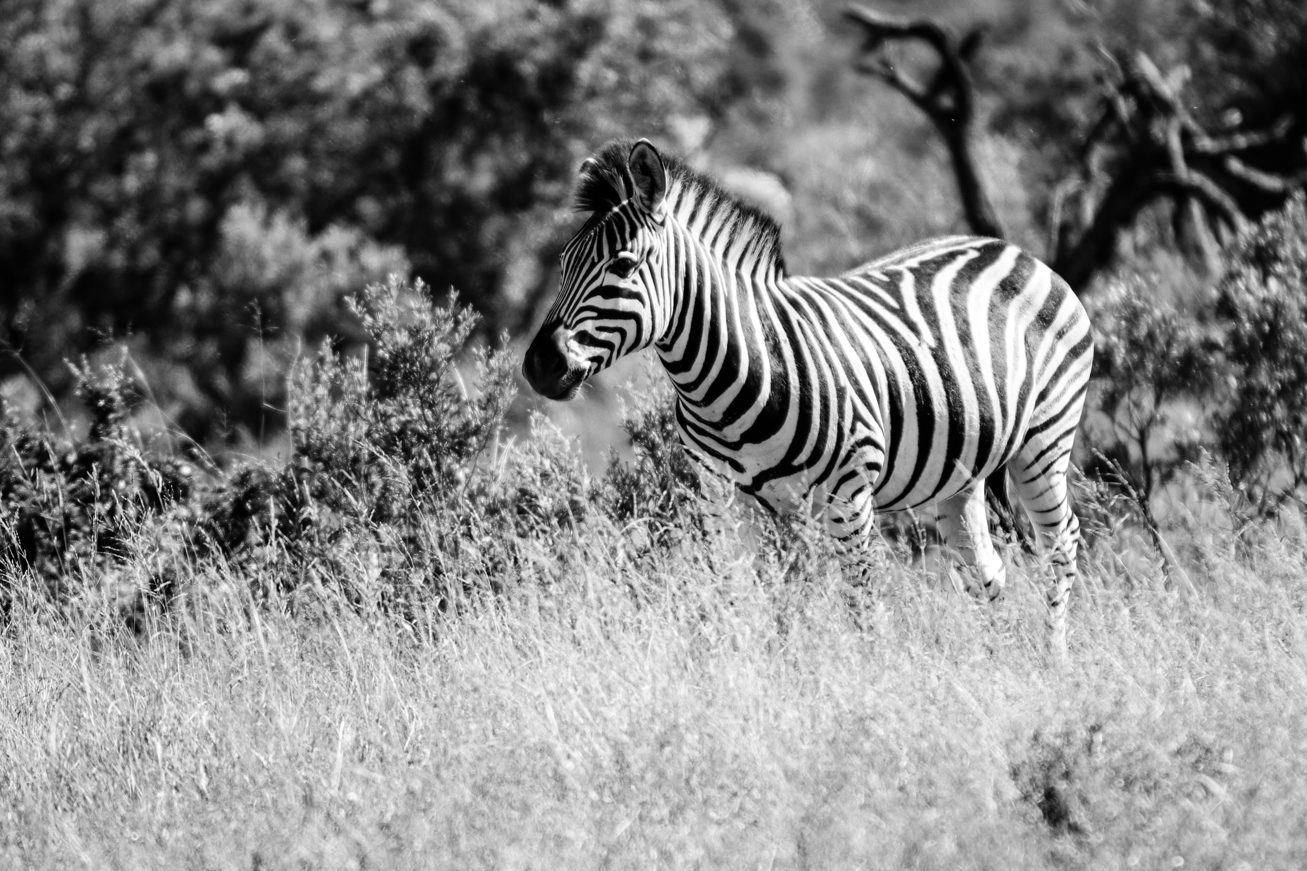 Zebra in Golden Light: A Quiet Stroll Through Savanna Grasses