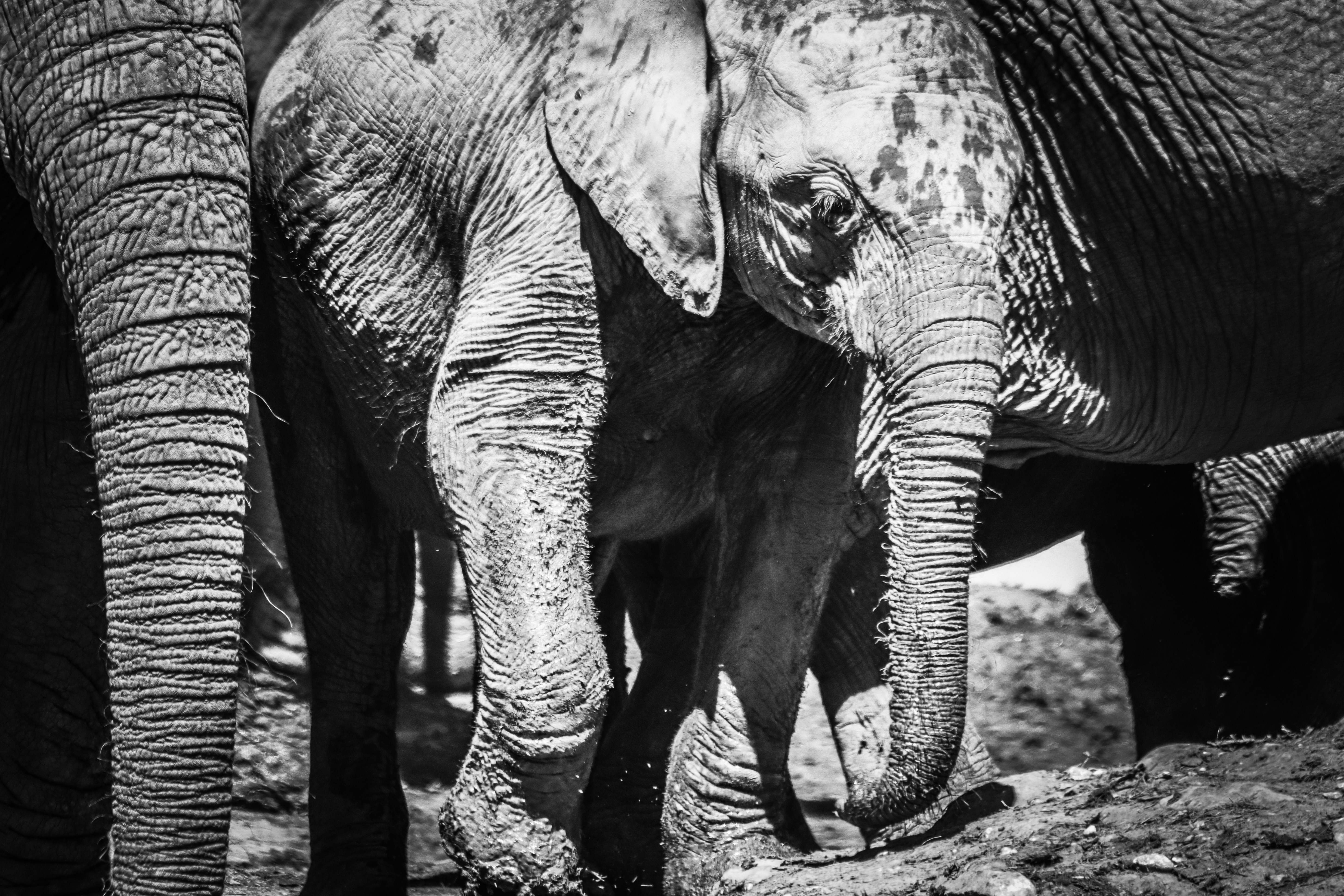 Gentle Giants in Black and White: A Herd of Elephants Close-Kup