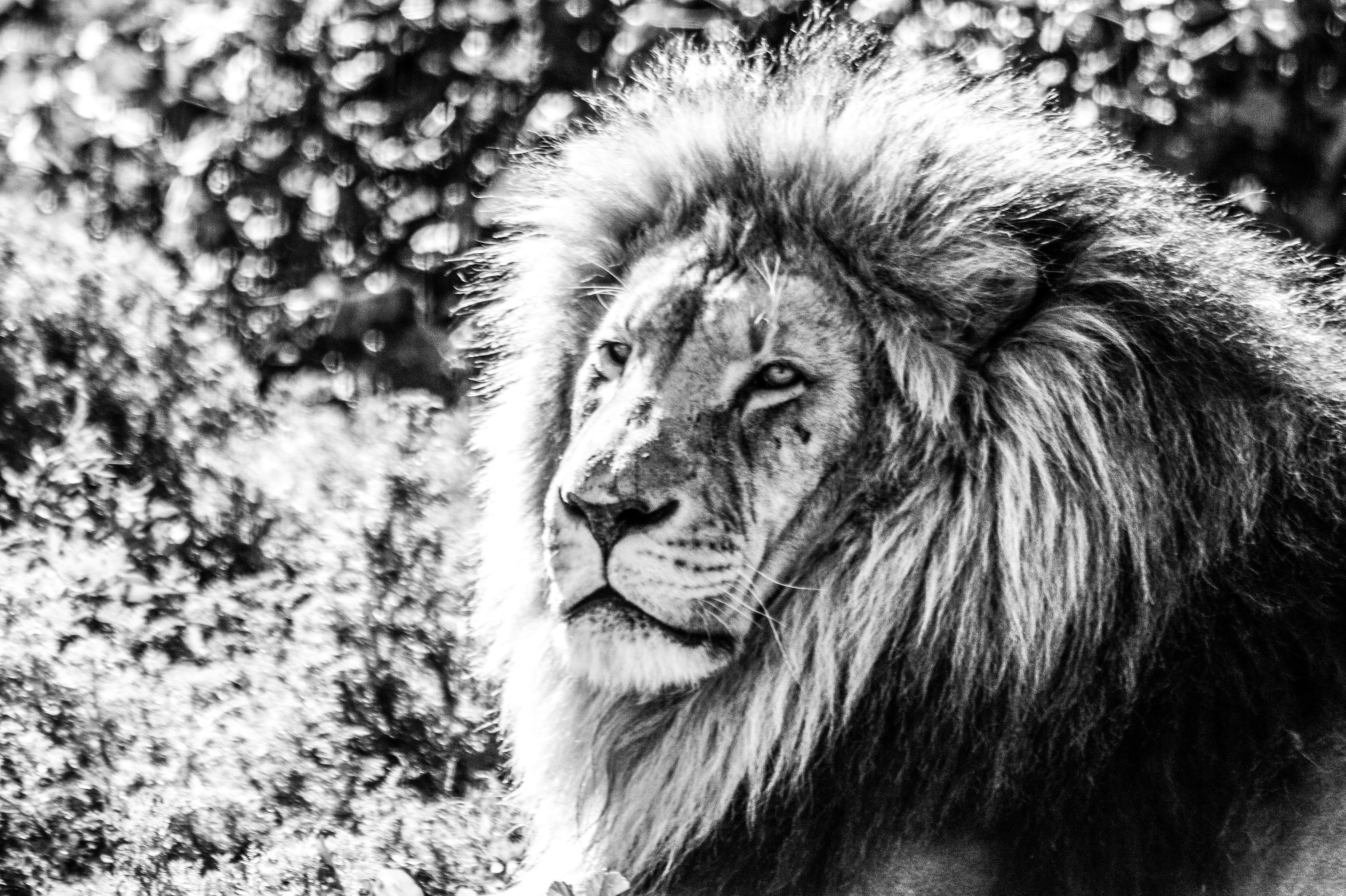 Regal Guardian: A Lion on a Quiet Sunlit Traverse