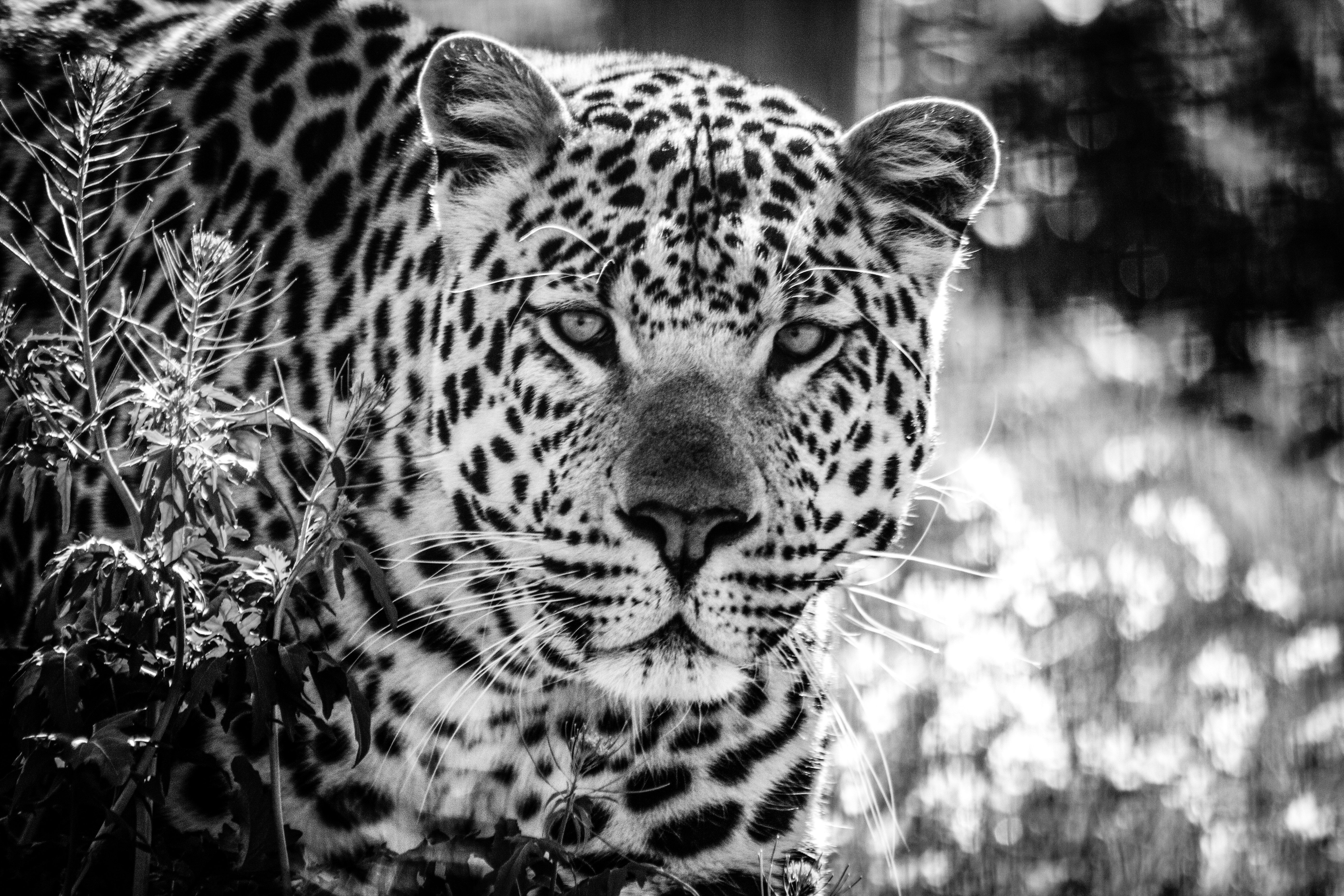 Leopard Gaze: Quiet Power Amid Tall Grass