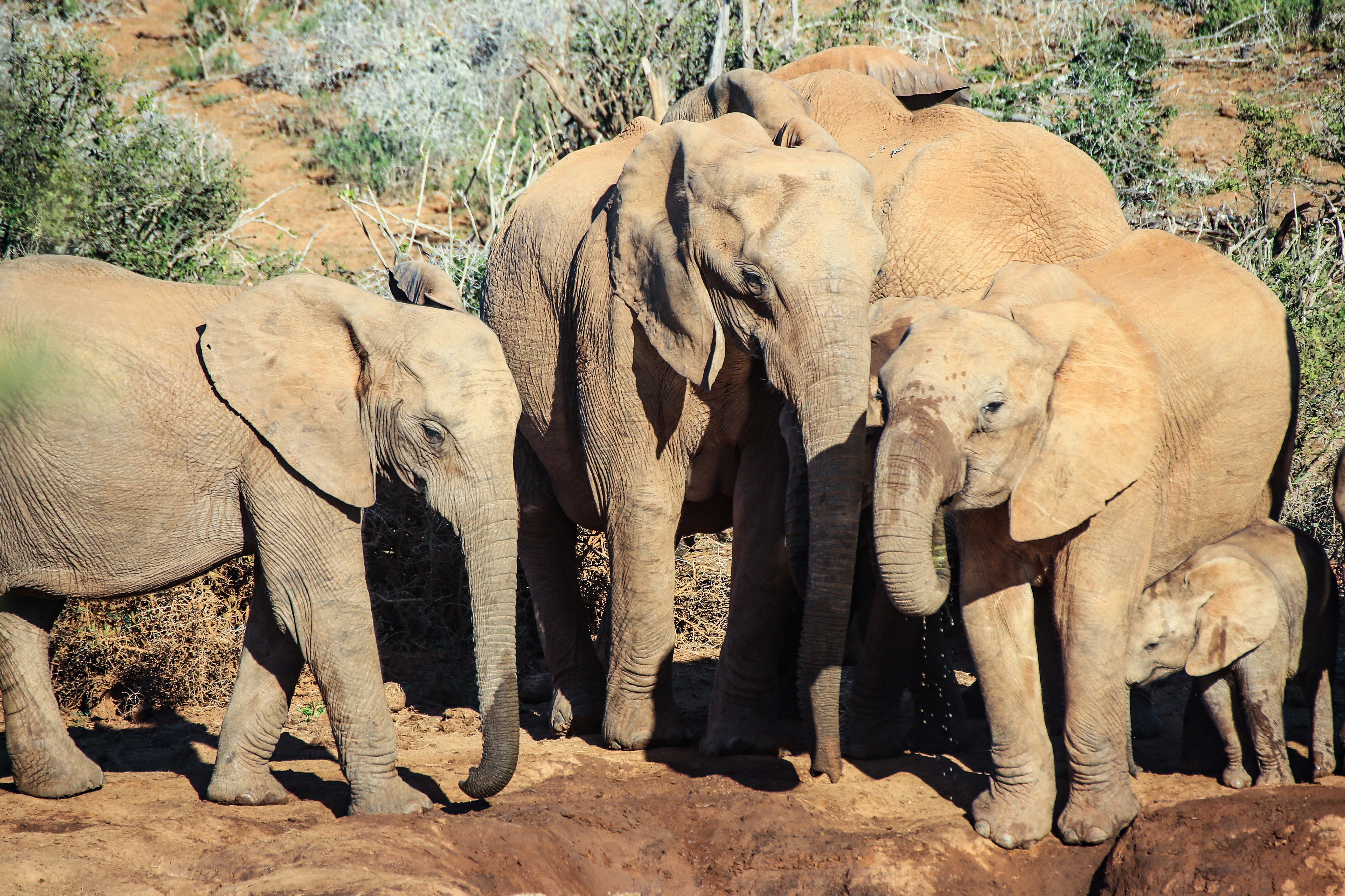 Elephant Herd at Watering Hole: A Close Group Portrait