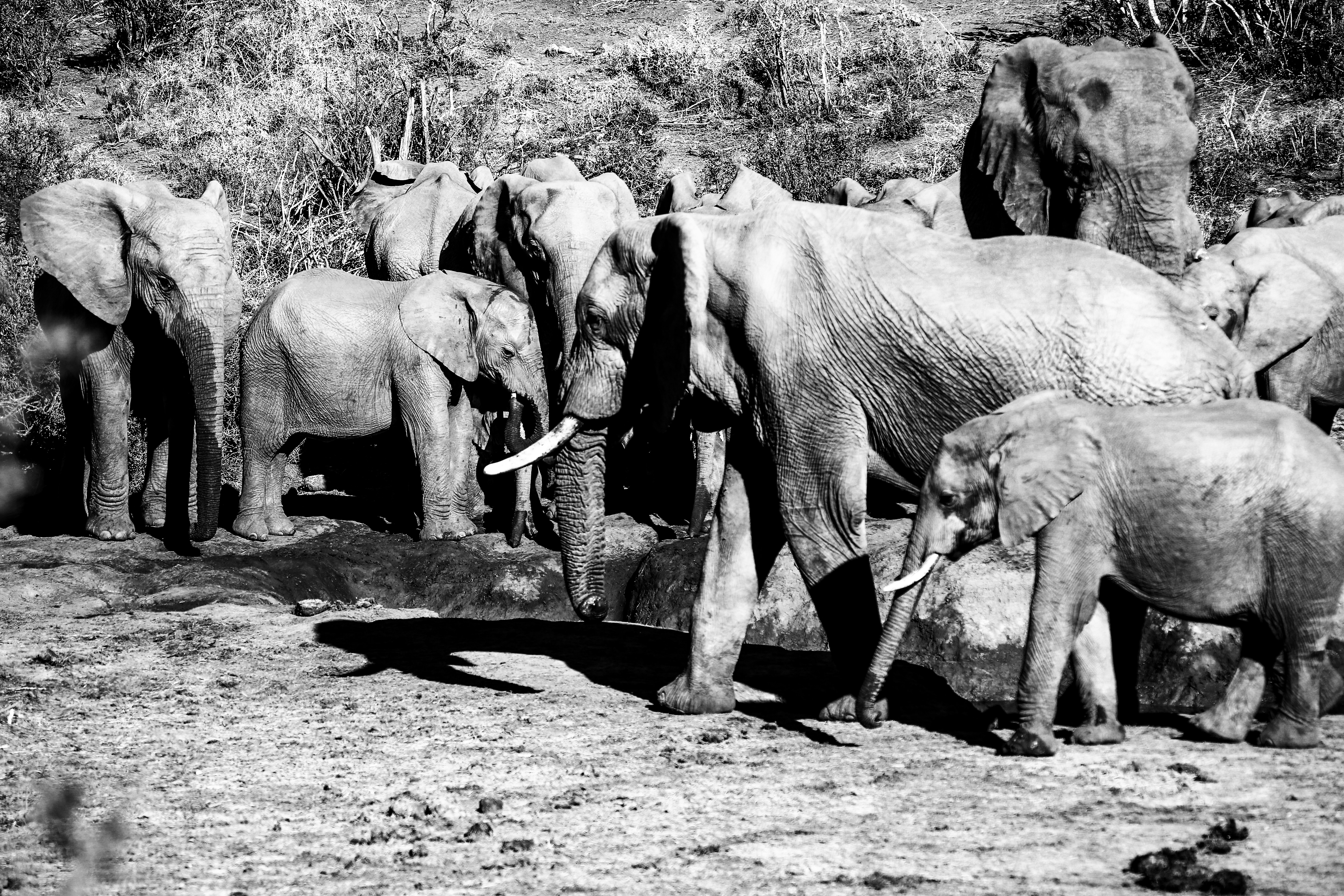The Herd in Quiet Black and White: A Moment at the Watering Hole