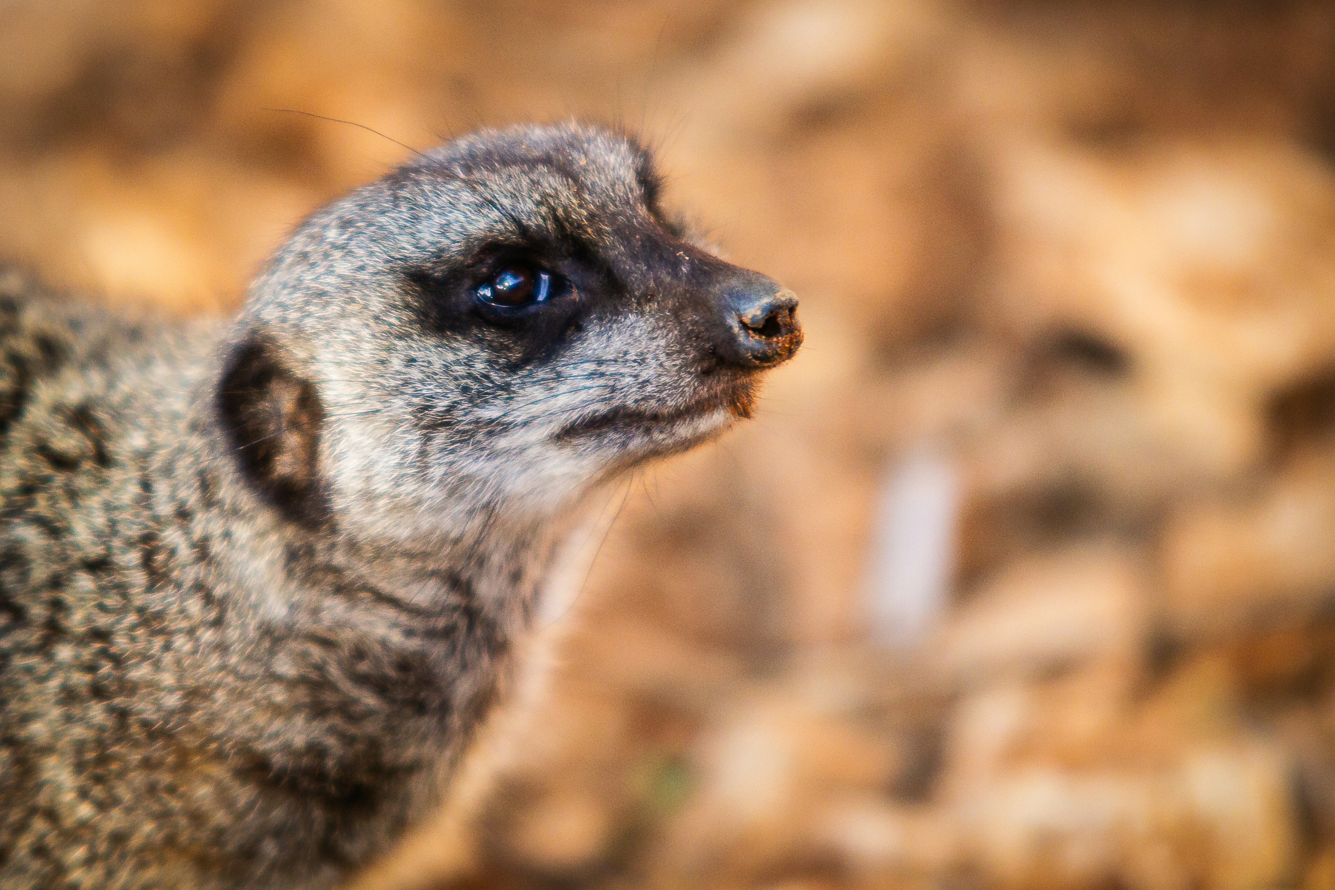 Close-up of a meerkat's head turned to the side with a blurred warm autumn background.
