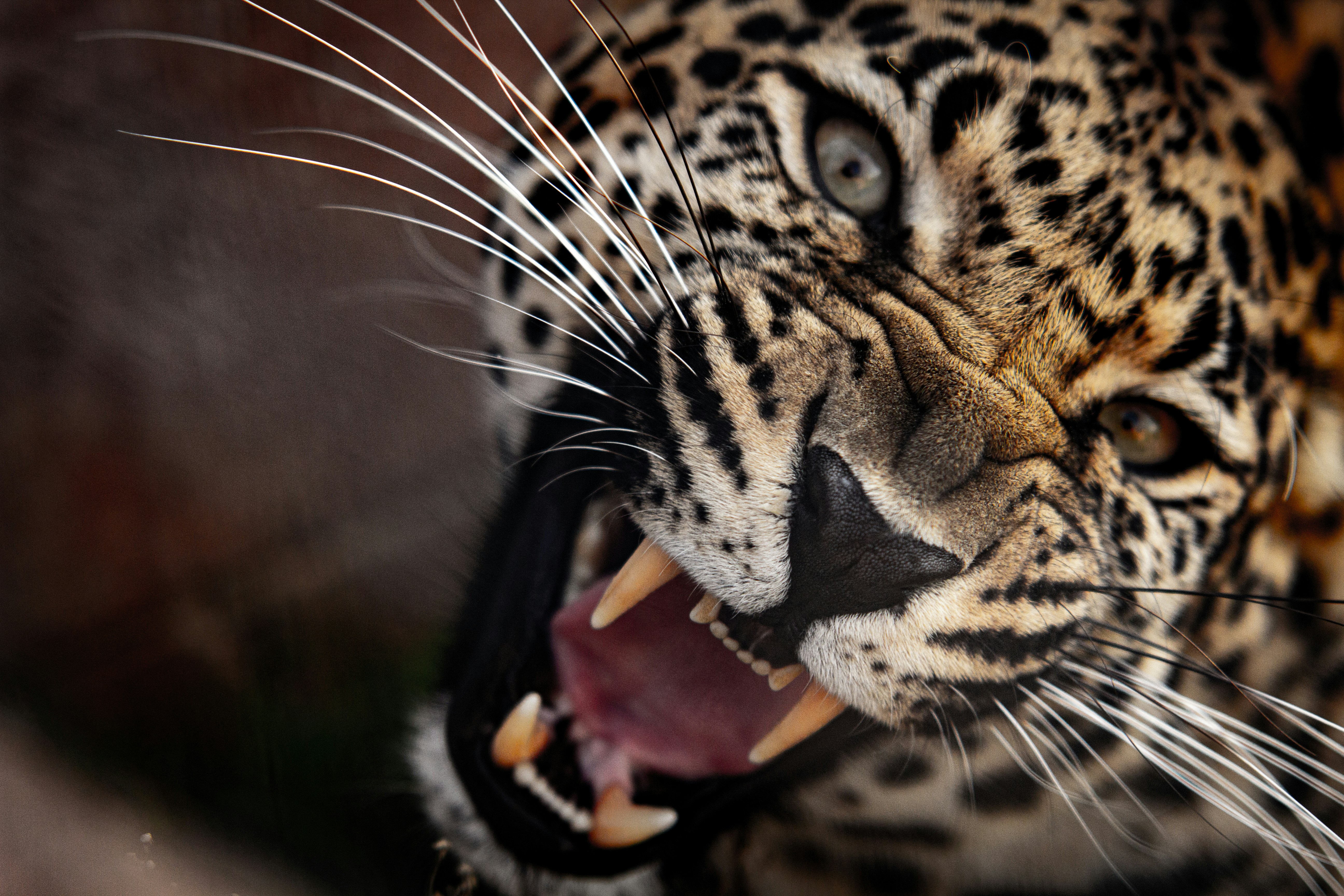 Angry Gaze: Tiger’s Close-Up with Bared Fangs