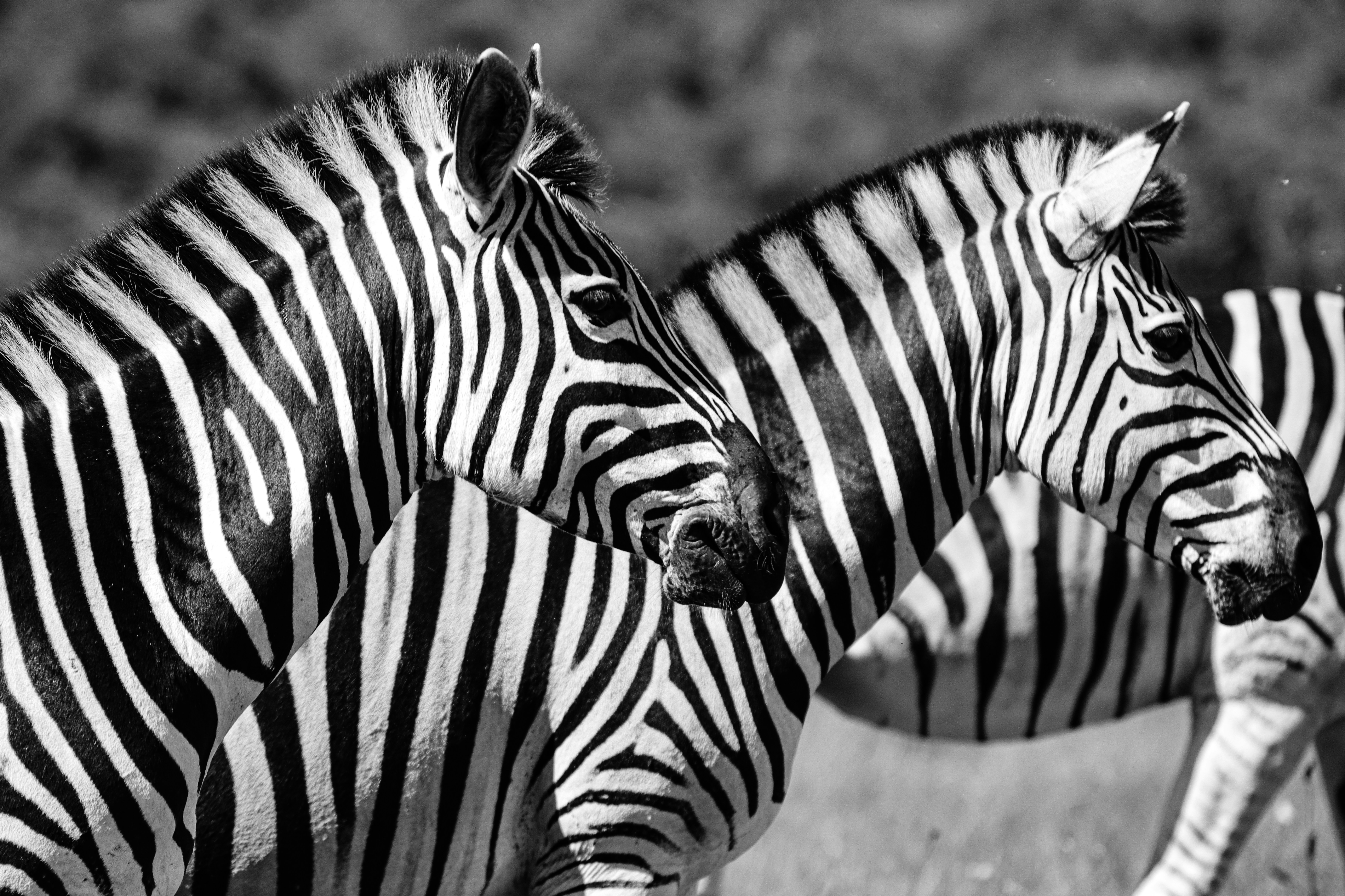 Black-and-white zebra herd with close-up on striped heads in a calm field. A monochrome wildlife scene suitable for nature study or editorial use.