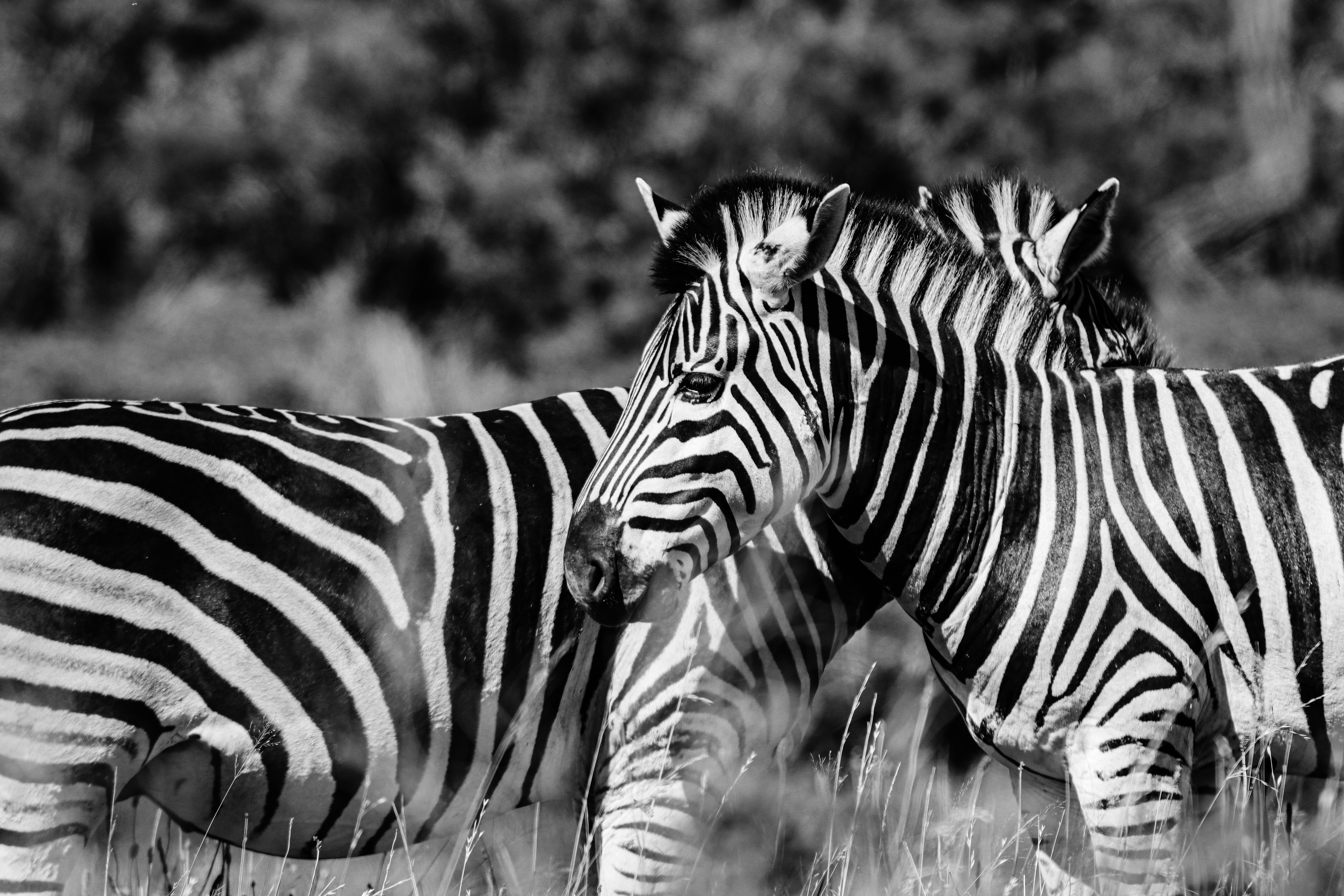 Zebras in Black and White: Stripes Against the Tall Grass