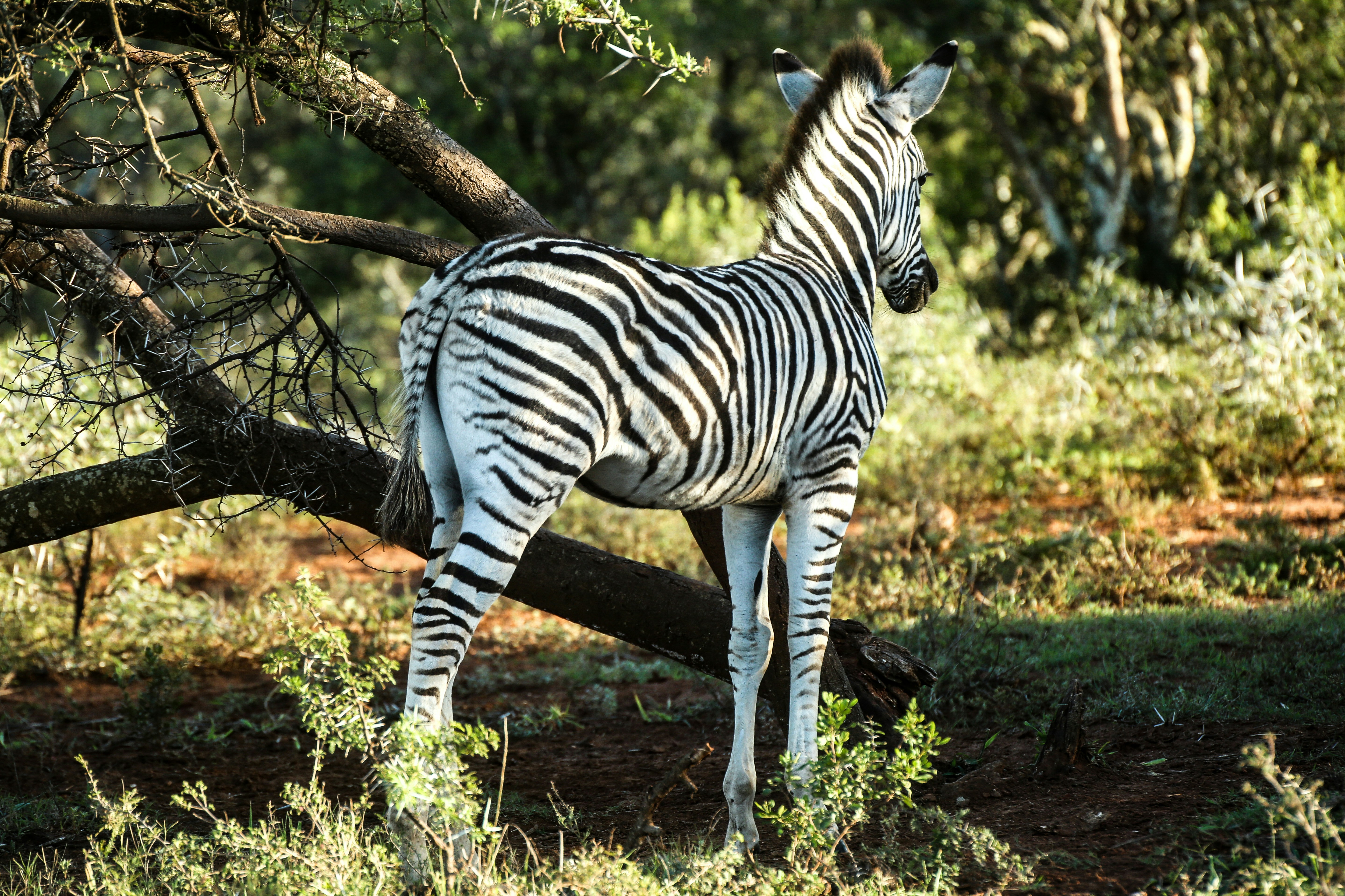 Zebra in dappled light: stripes and posture under a fallen branch