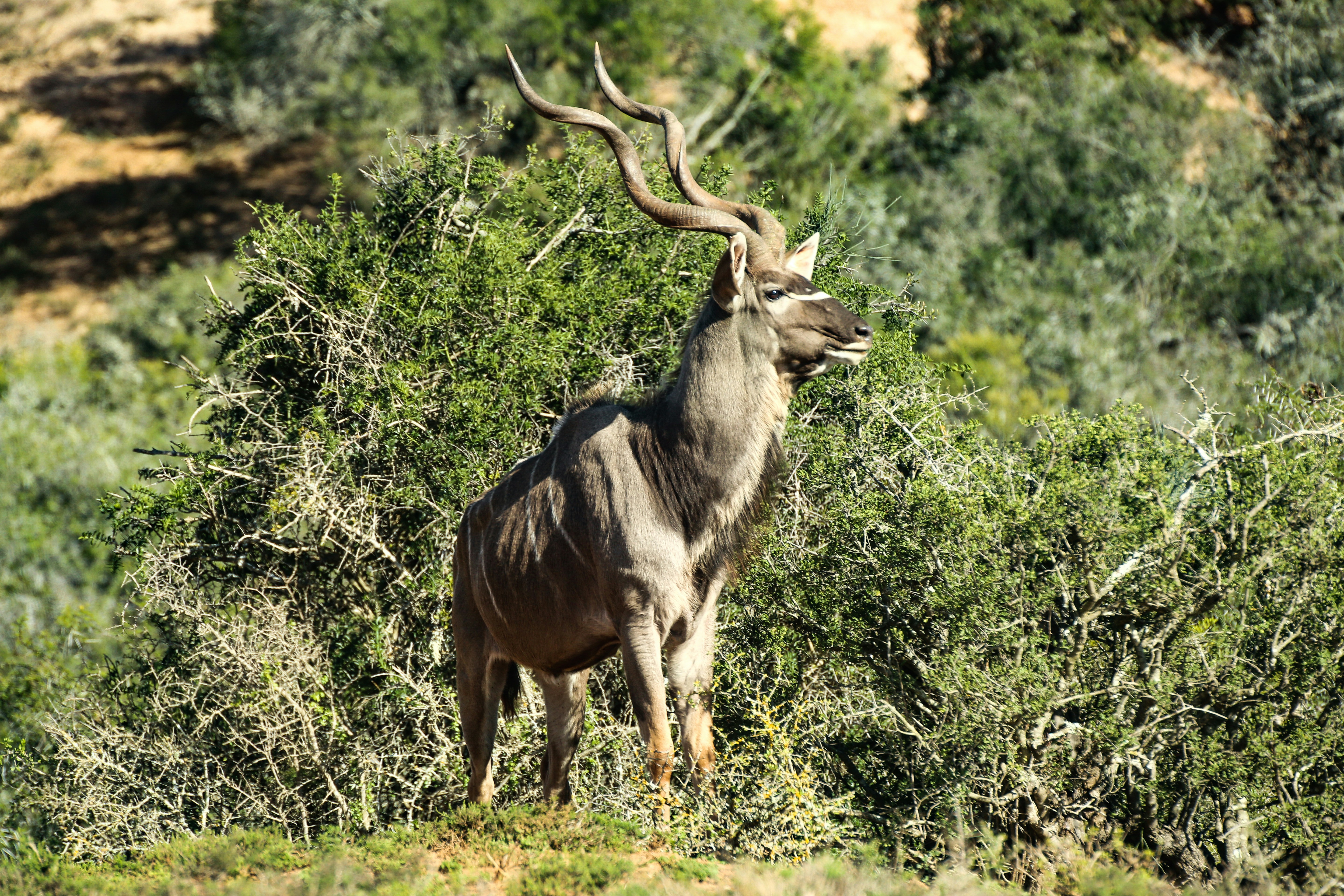 Antlered silhouette in sunlit scrub