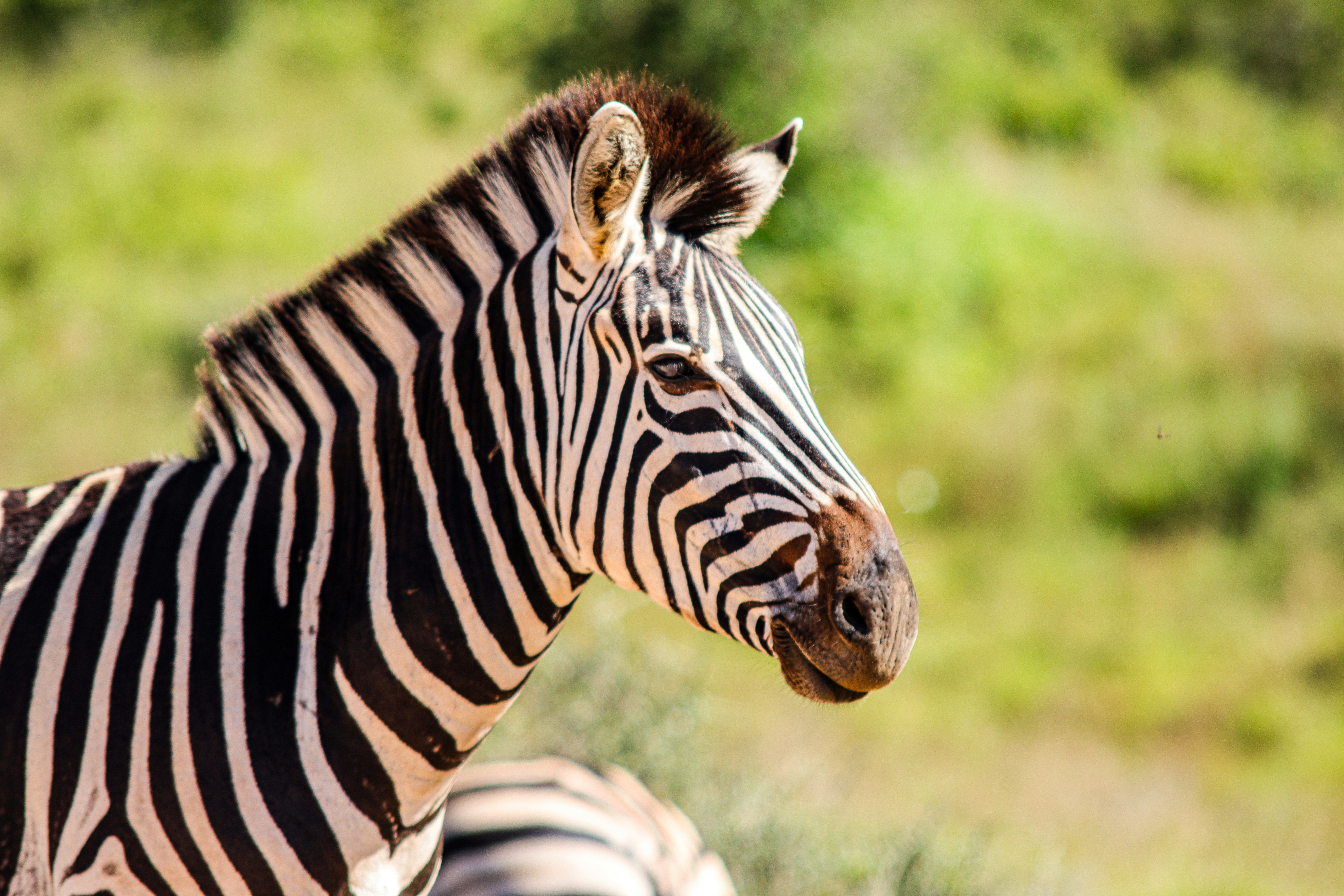 Zebra in Sunlit Grass: Stripes and Side Profile
