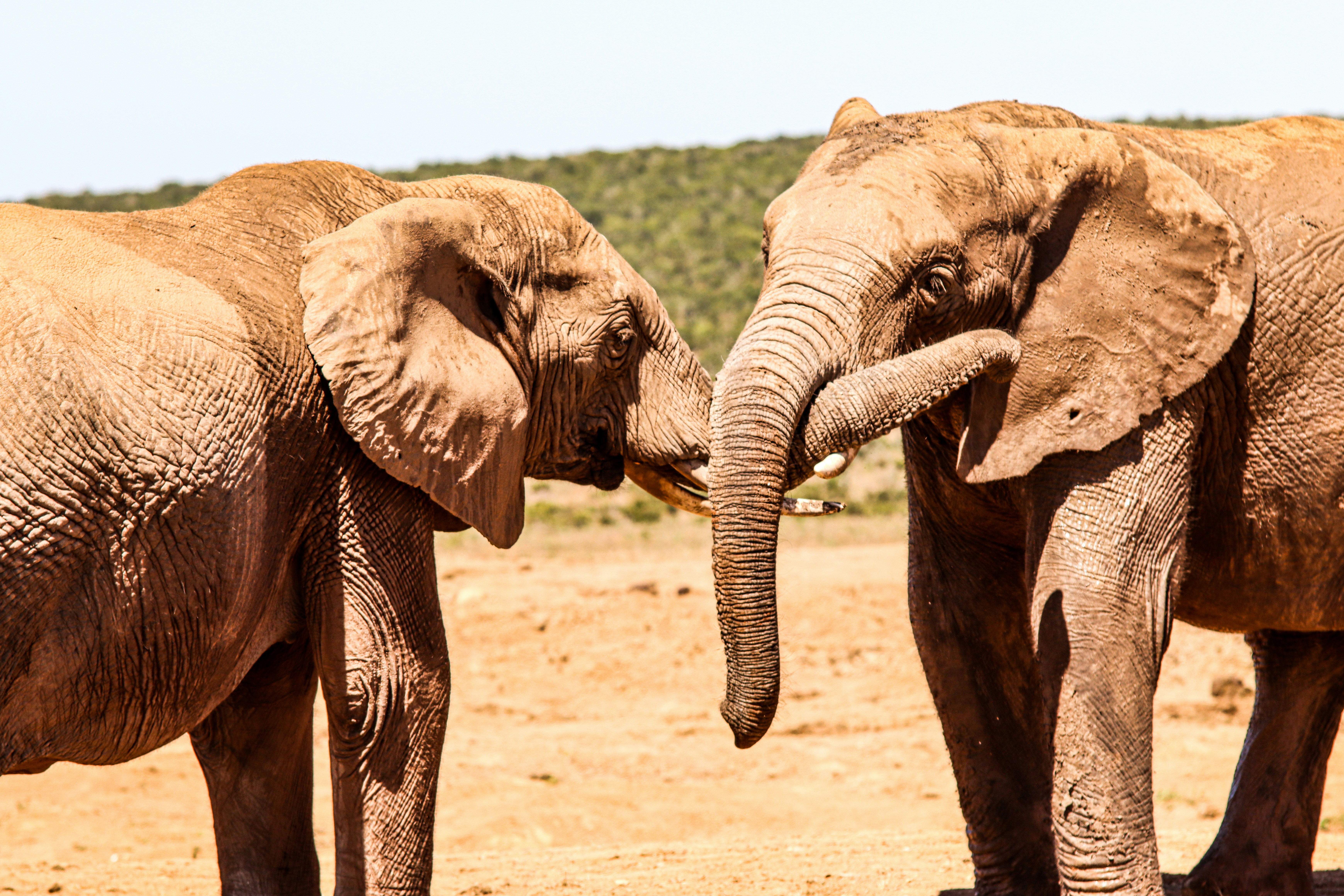 Two Gentle Giants: Intertwined Trunks in a Dusty African Plain