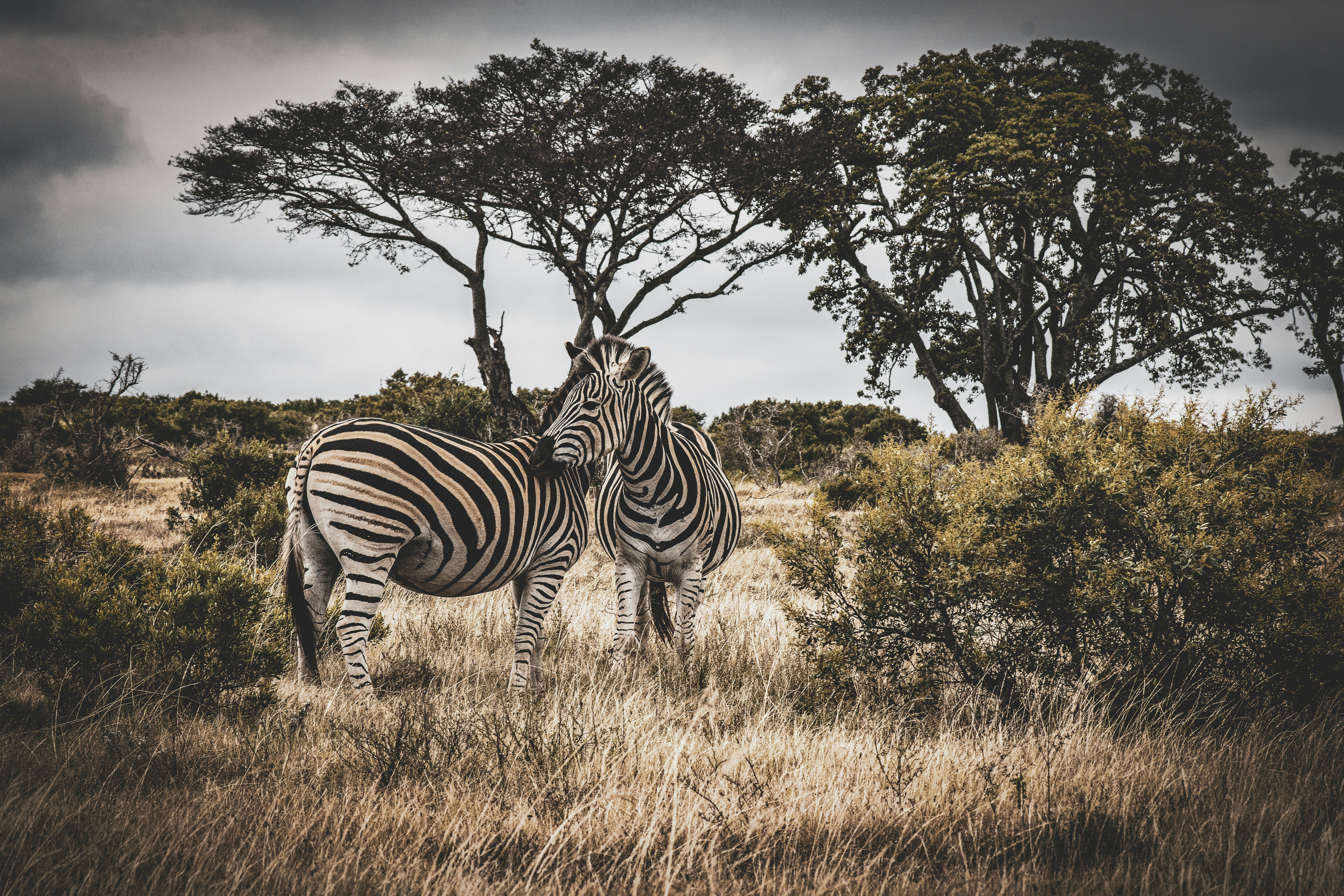 Zebras in golden grass under a brooding savanna sky