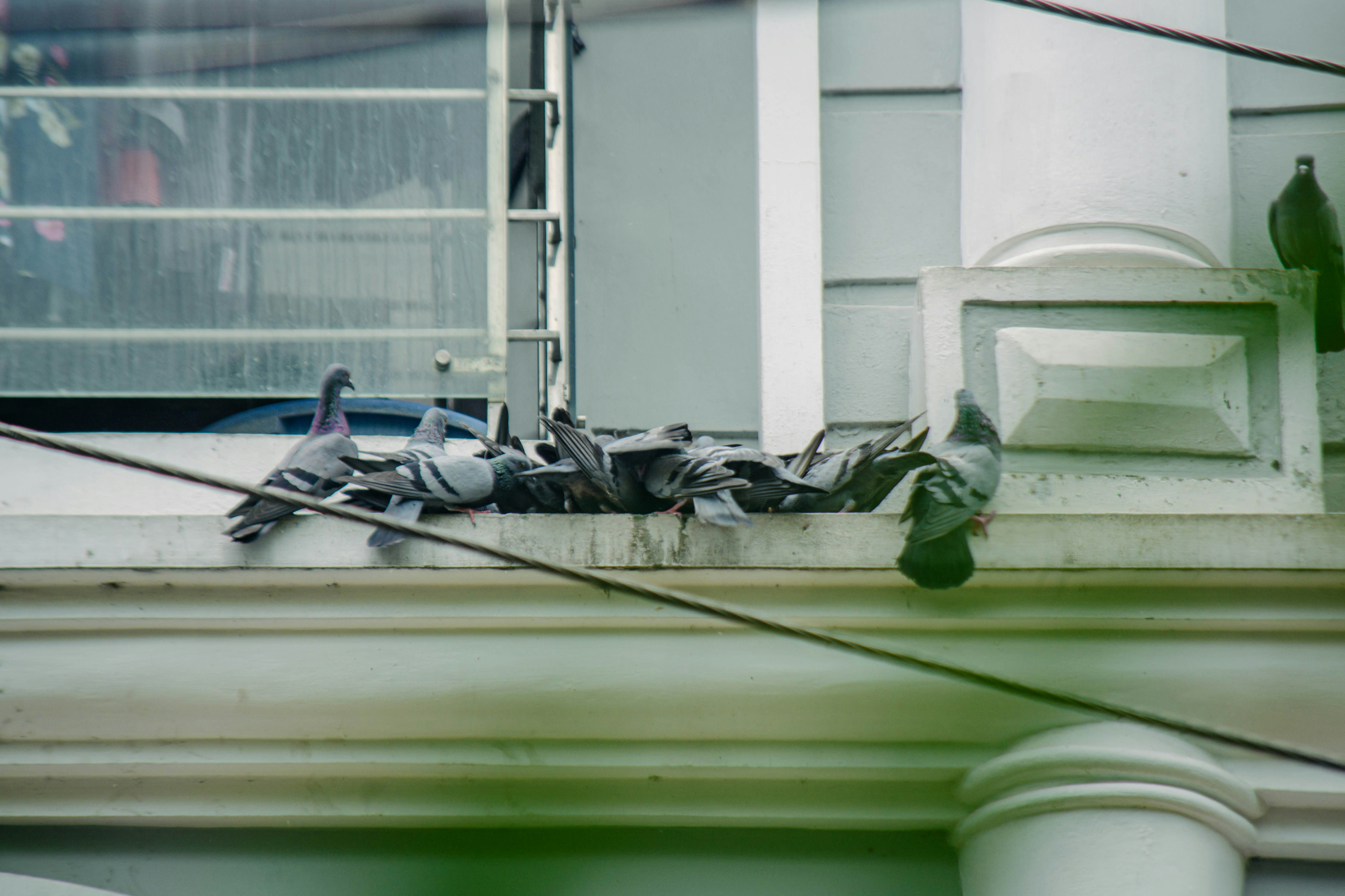 Pigeons Perched on a Balcony Ledge