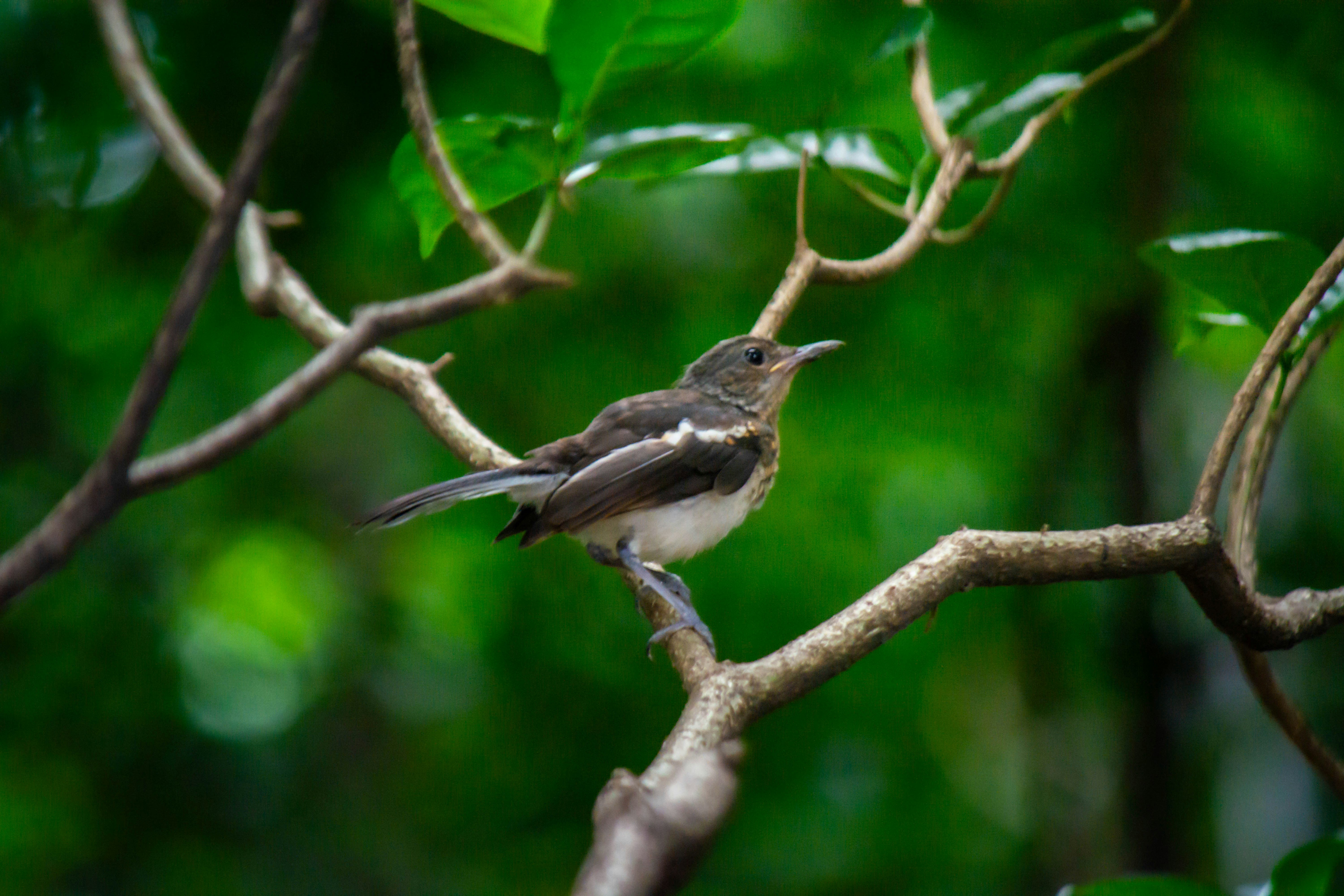 Muted Warbler on a Branced Turn