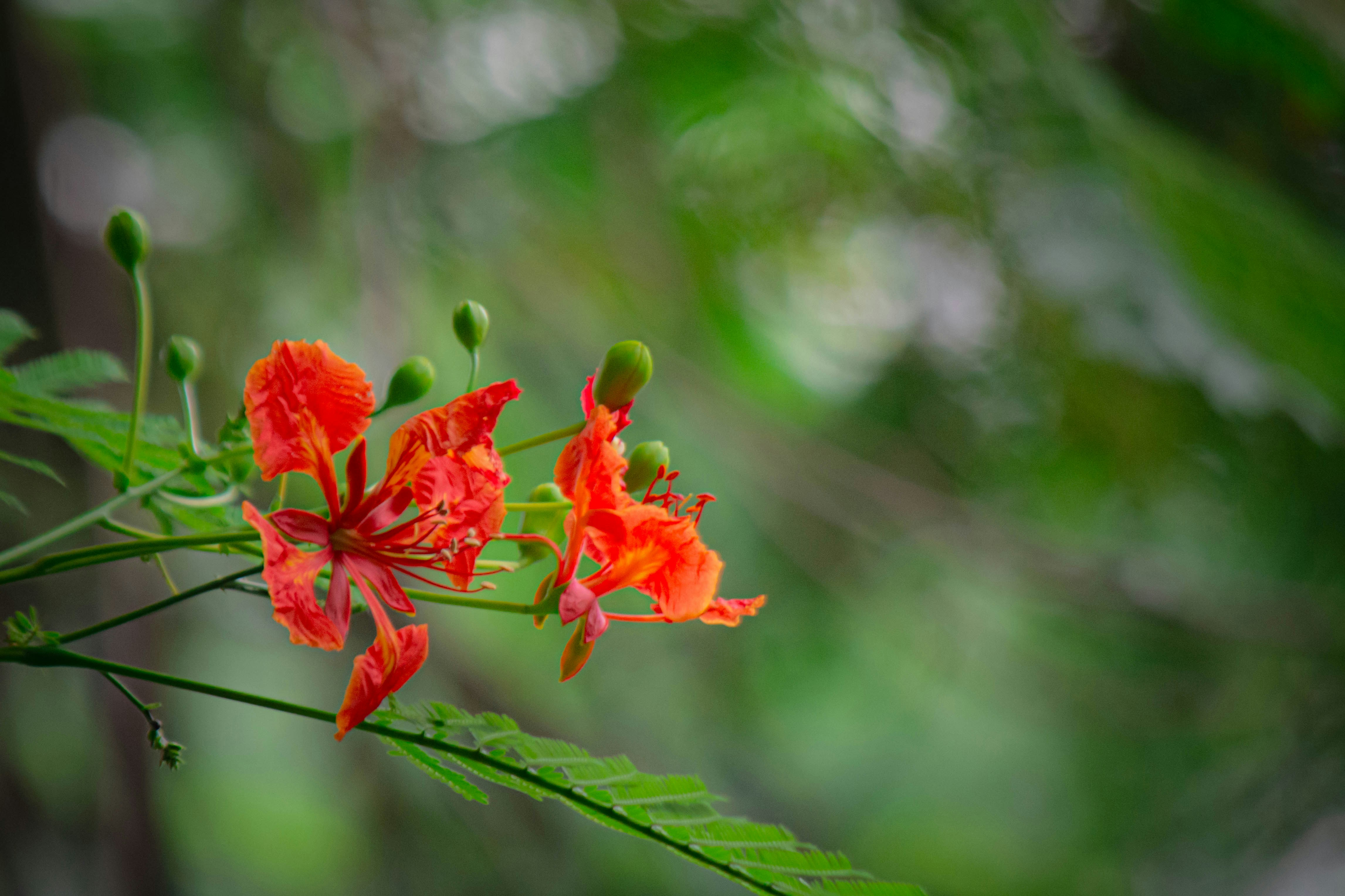 Crimson Bloom in Soft Focus Green Corridor