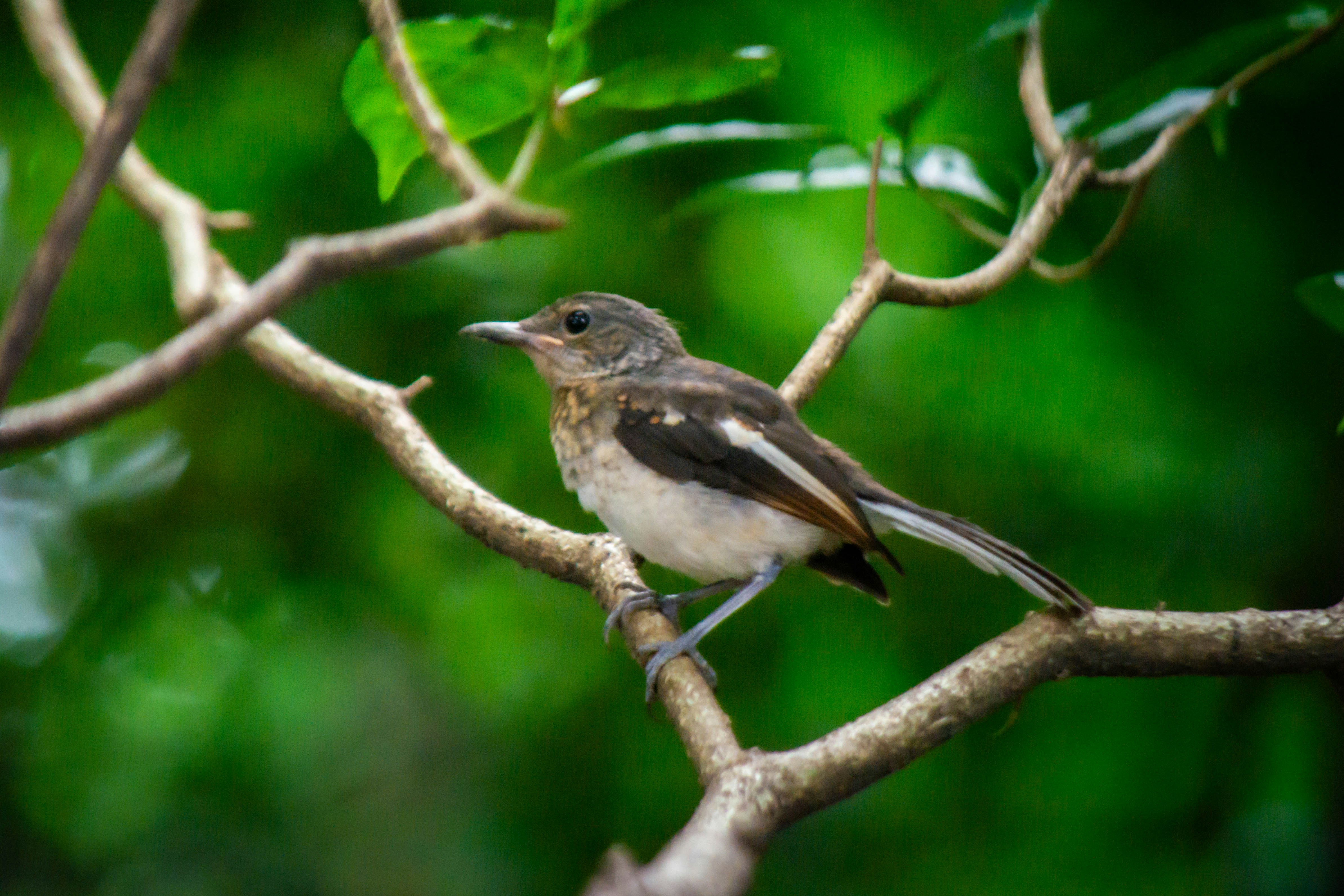 Perched Ember-gray Warbler Among Green Canopy
