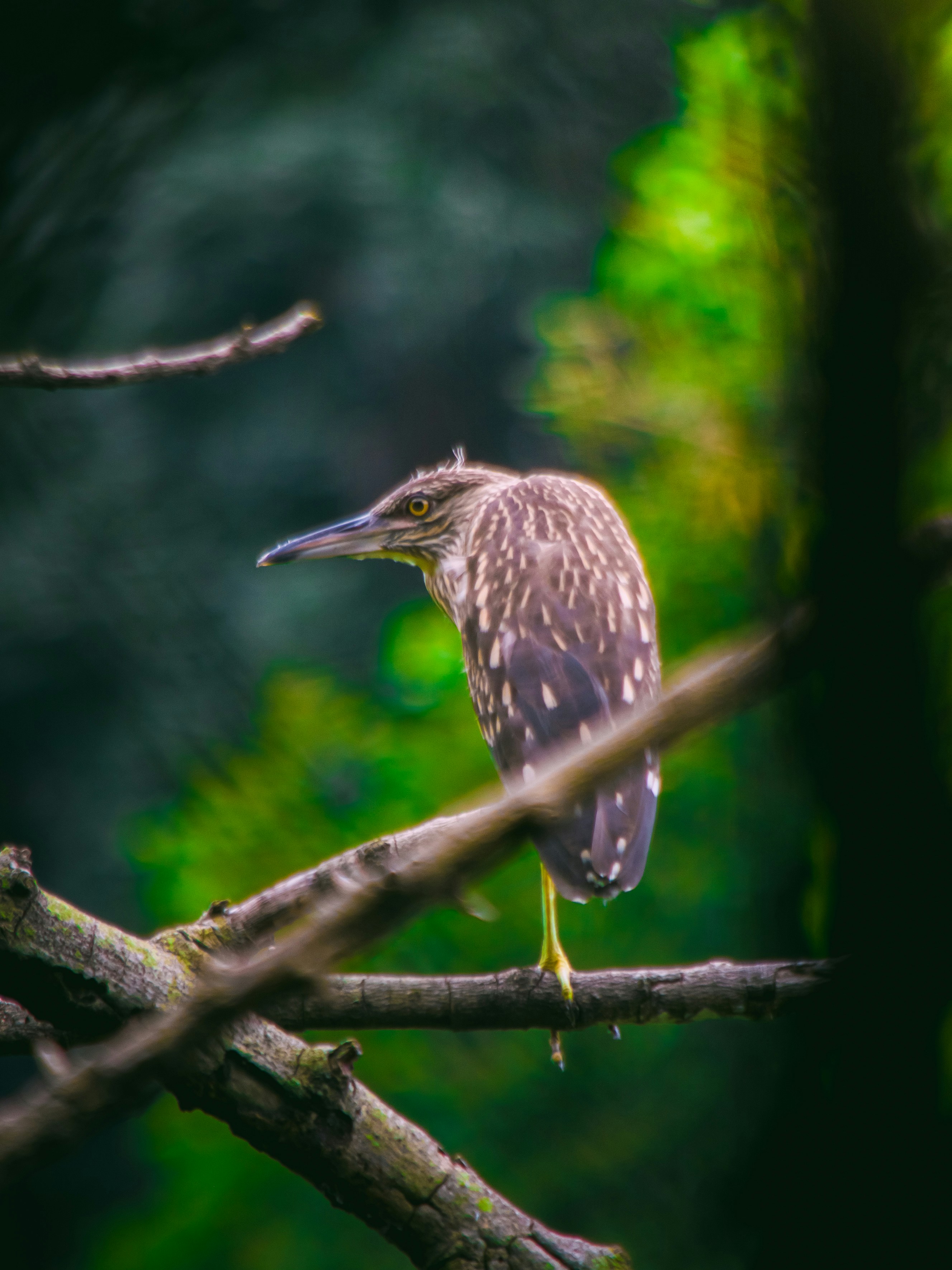 Heron on a Fallen Limb: Focus in Green Quiet